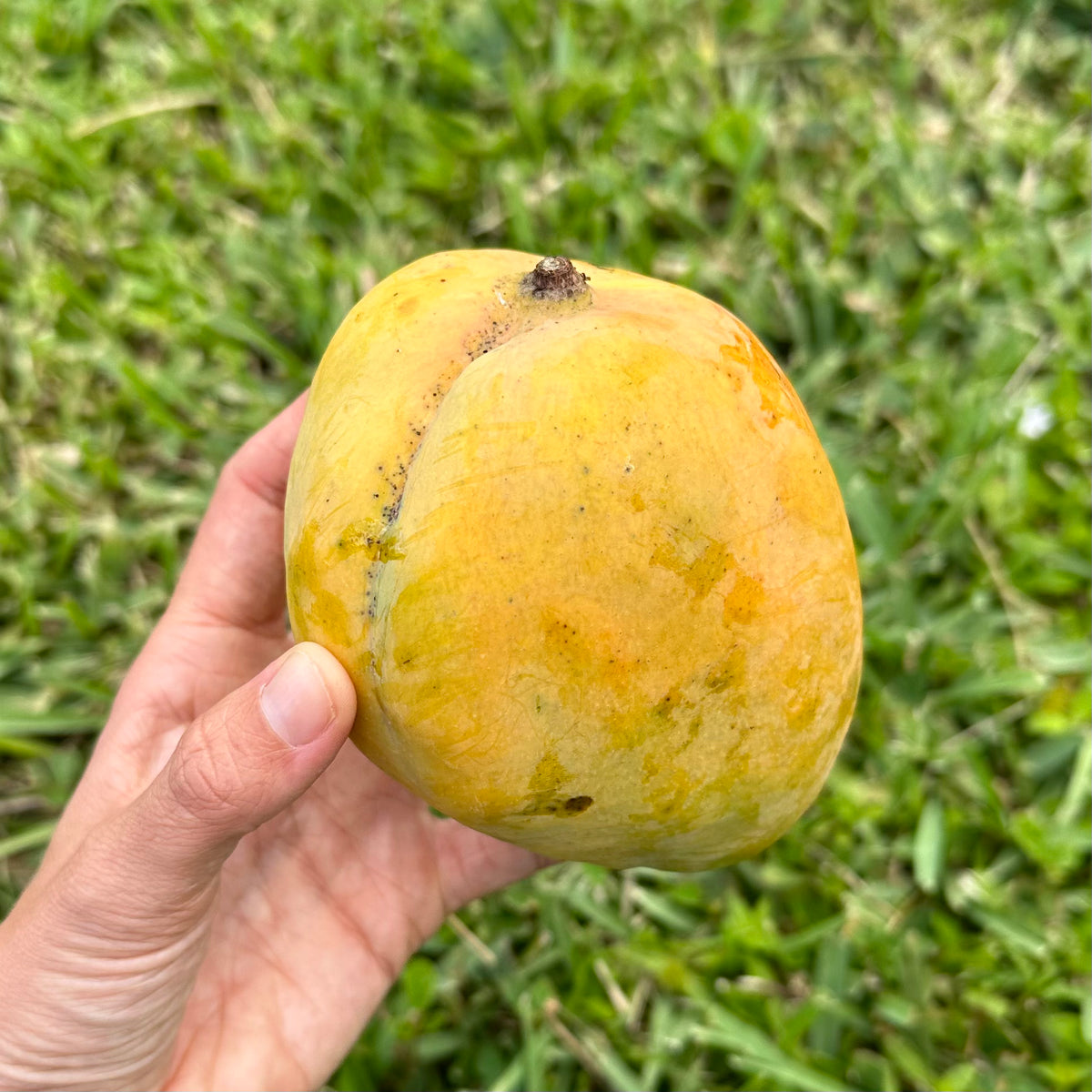 Buttercream Mango *Pre-Order* – Miami Fruit
