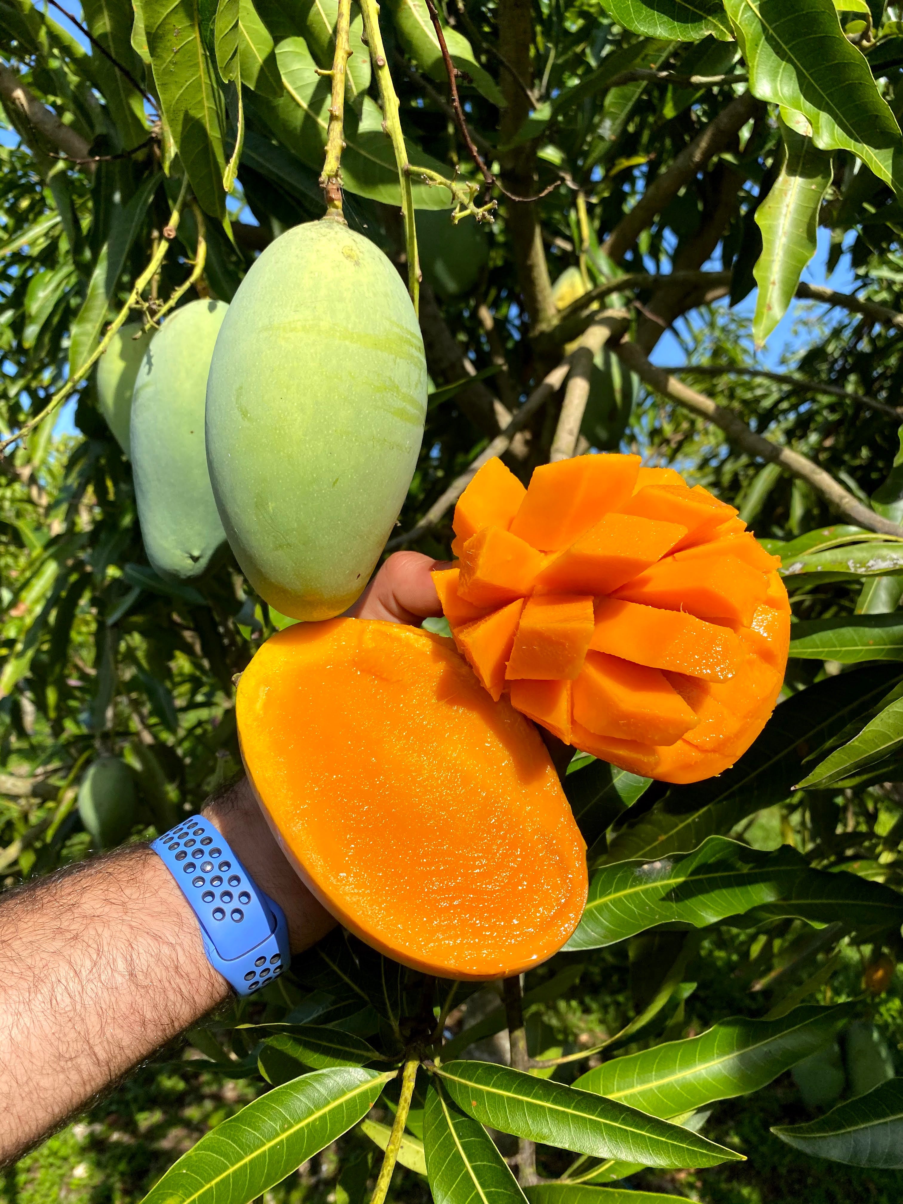 Mallika Mango *Pre-Order* – Miami Fruit