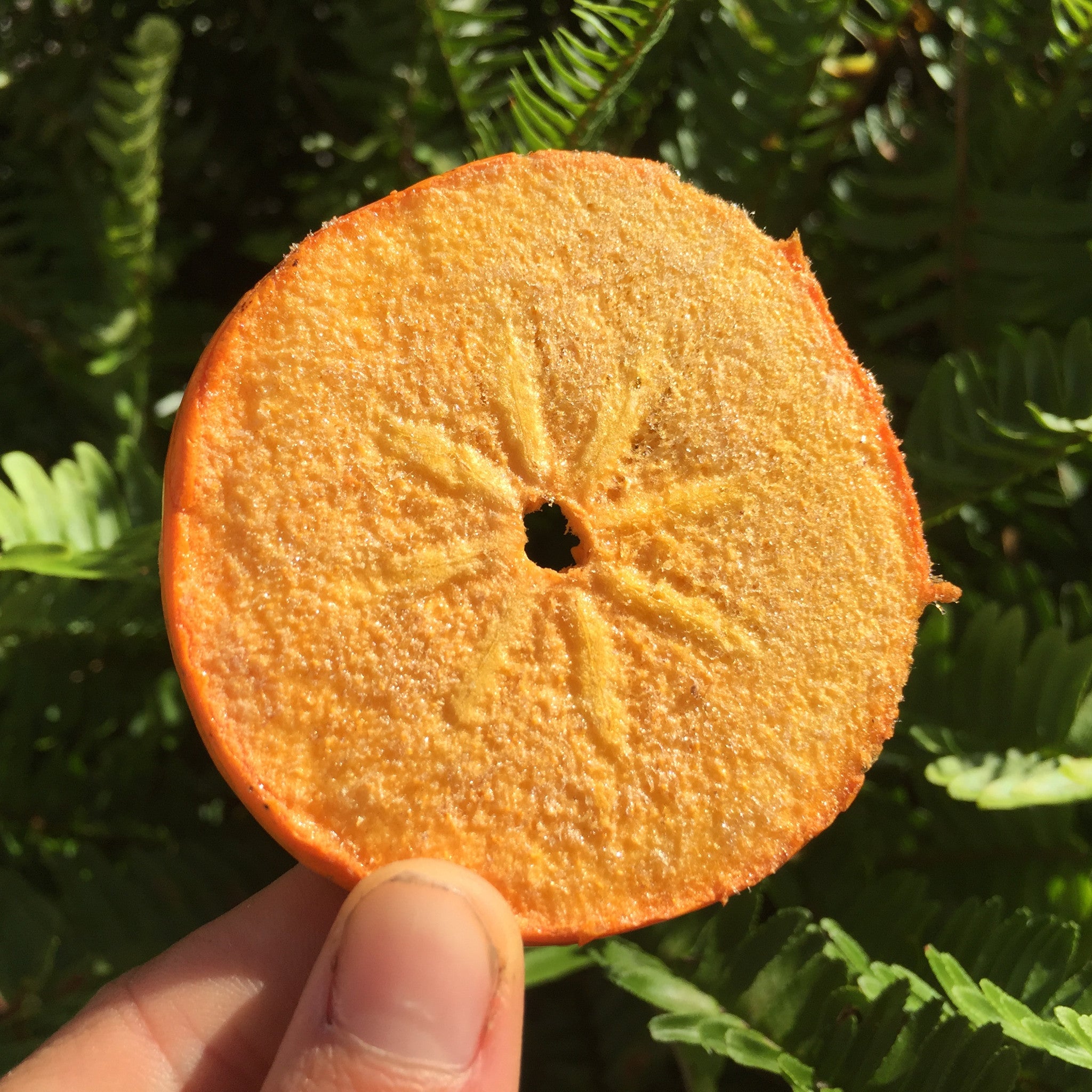 Freeze Dried Persimmon – Miami Fruit