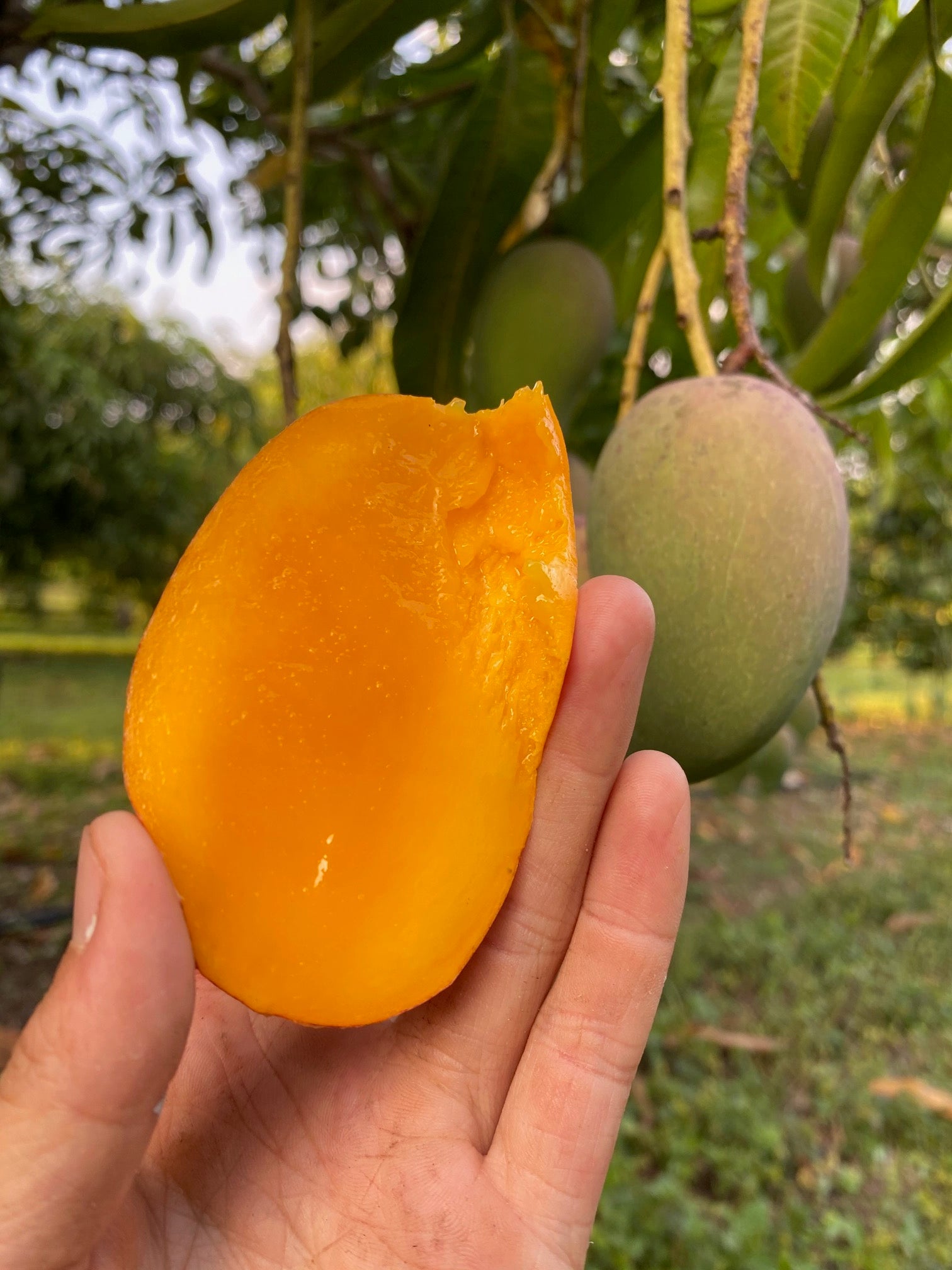 Manilita Mango *Pre-Order* – Miami Fruit