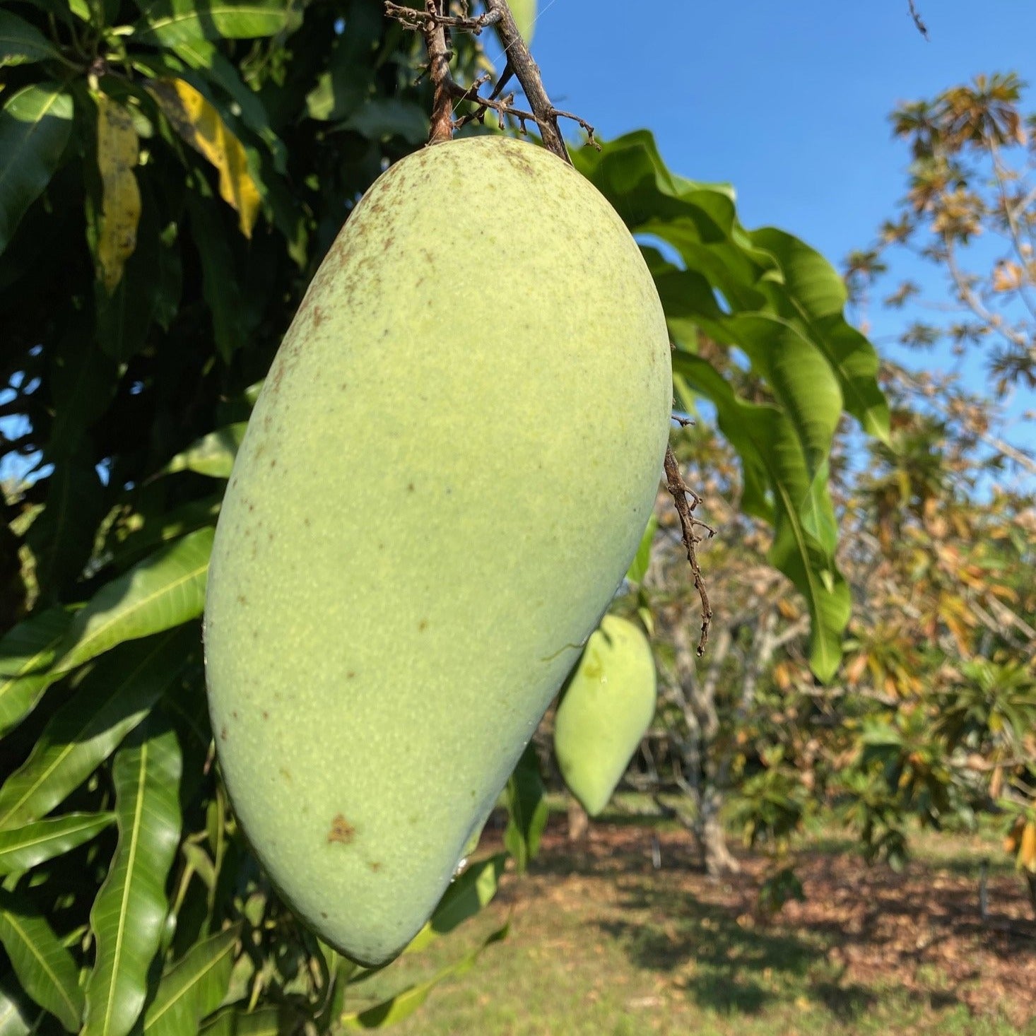 Nam Doc Mai Mango – Miami Fruit