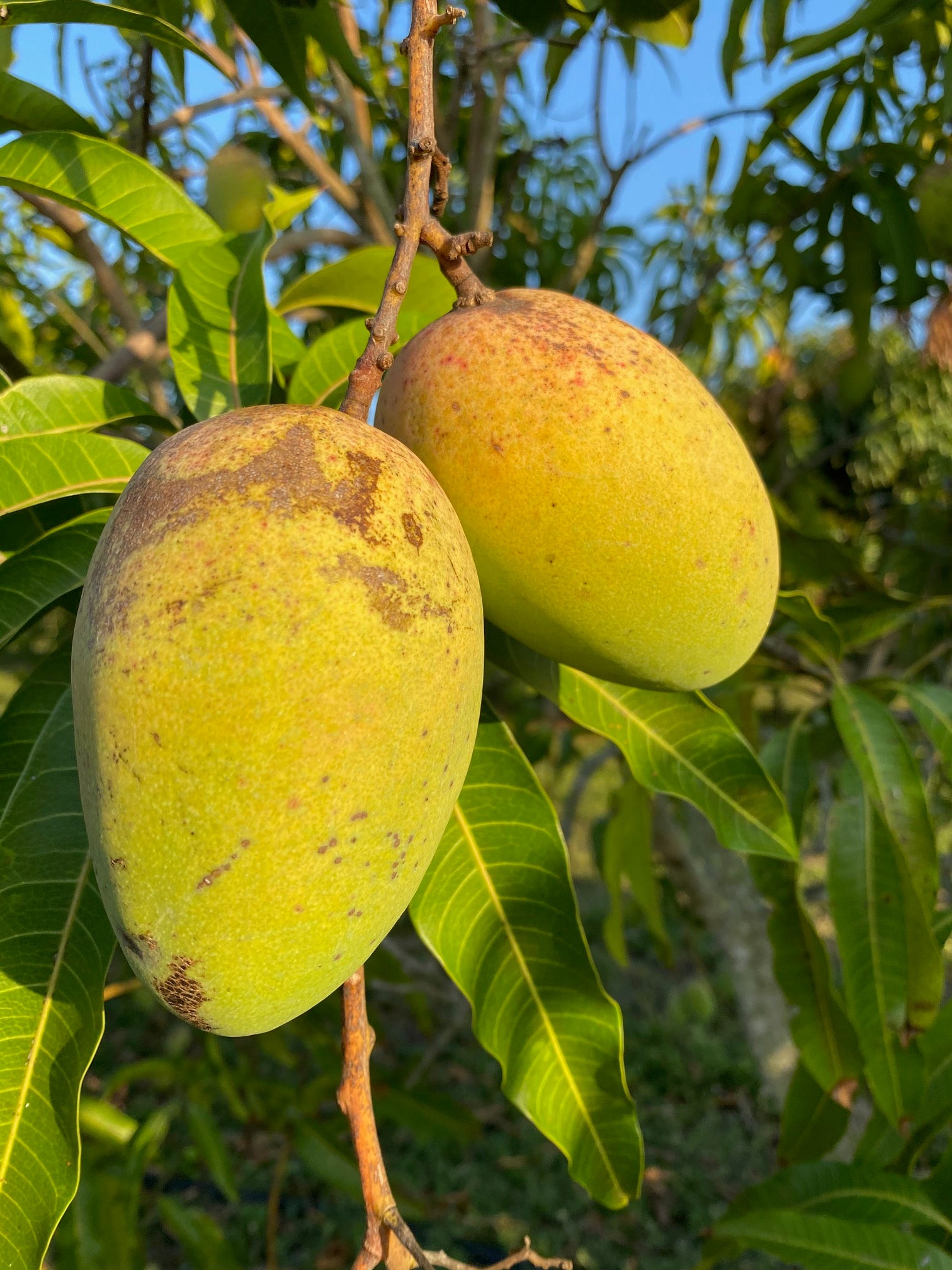 Rosigold Mango *Pre-Order* – Miami Fruit