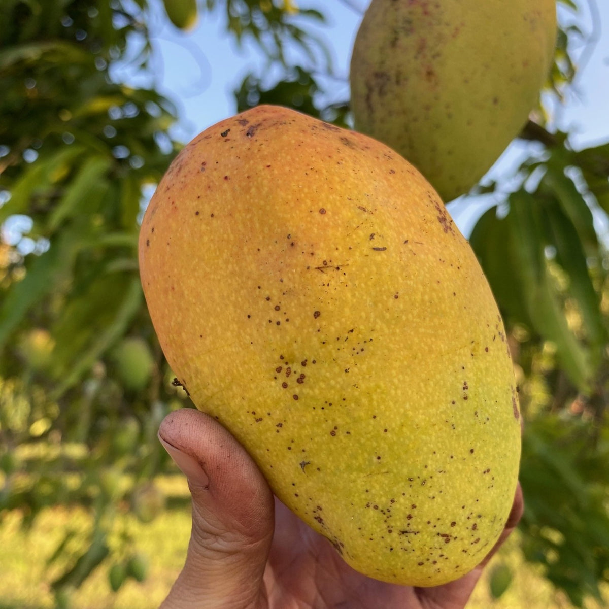 Rosigold Mango *Pre-Order* – Miami Fruit