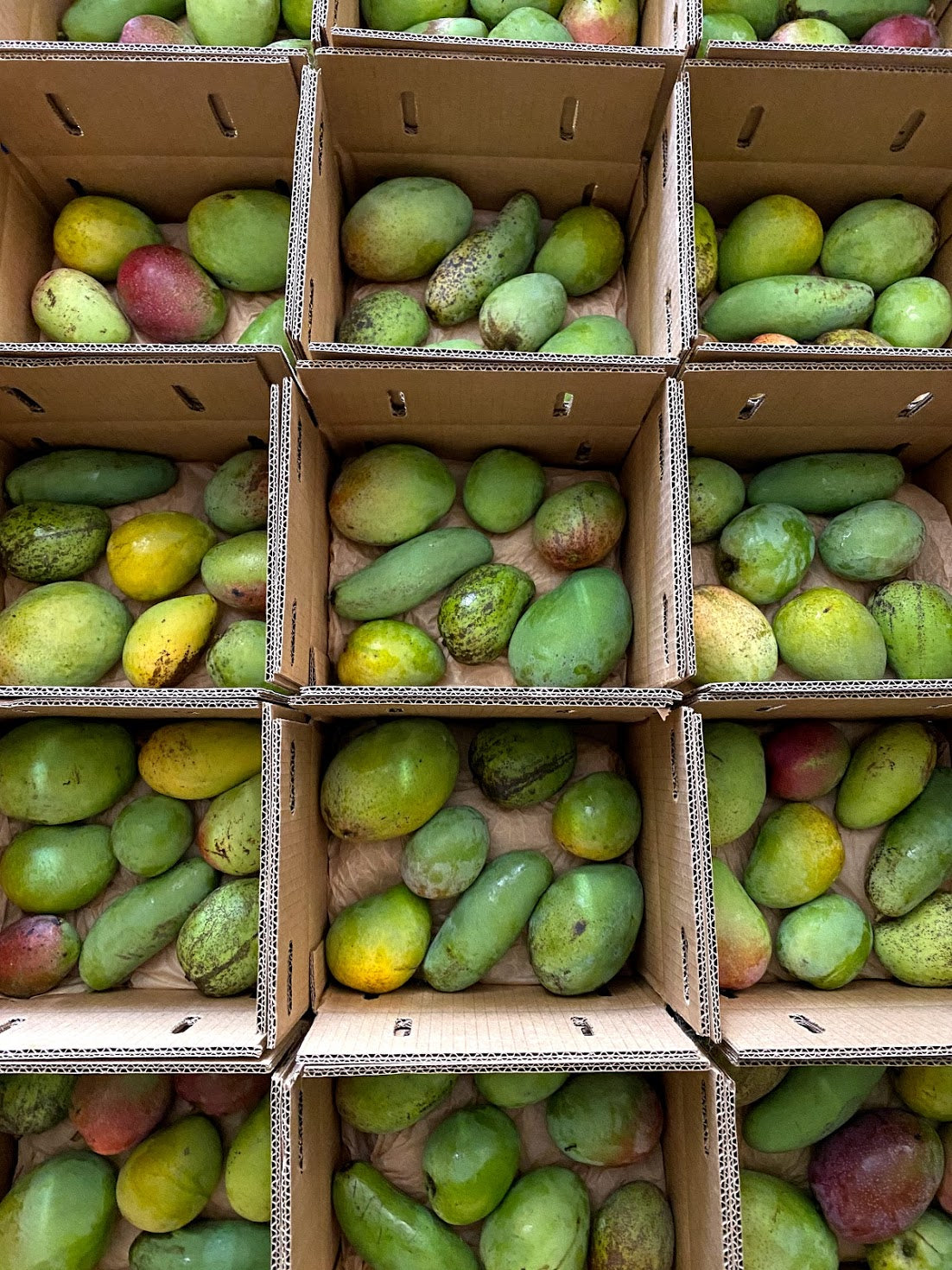 Mango - Buy USA Grown Mango Online from Miami Fruit