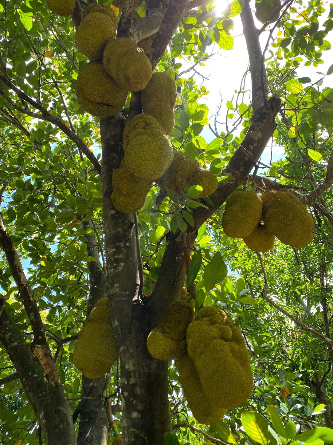 Jackfruit - Buy fresh Jackfruit online from Miami Fruit