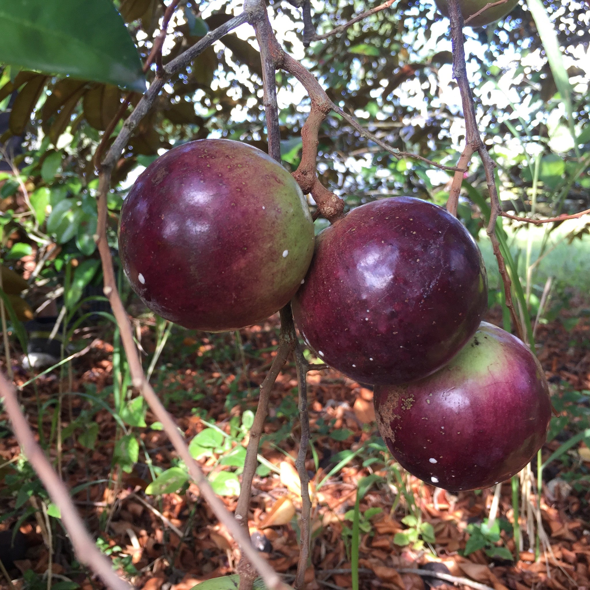 Star Apple - (Caimito) – Miami Fruit