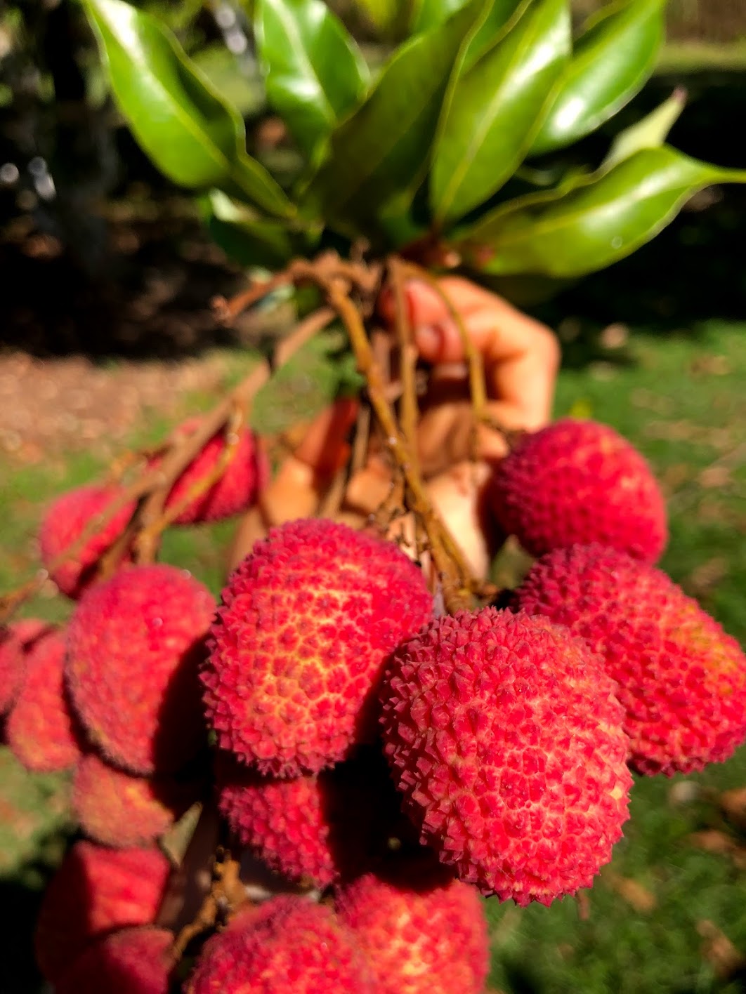 Lychee - Mauritius Variety *Pre-Order* – Miami Fruit