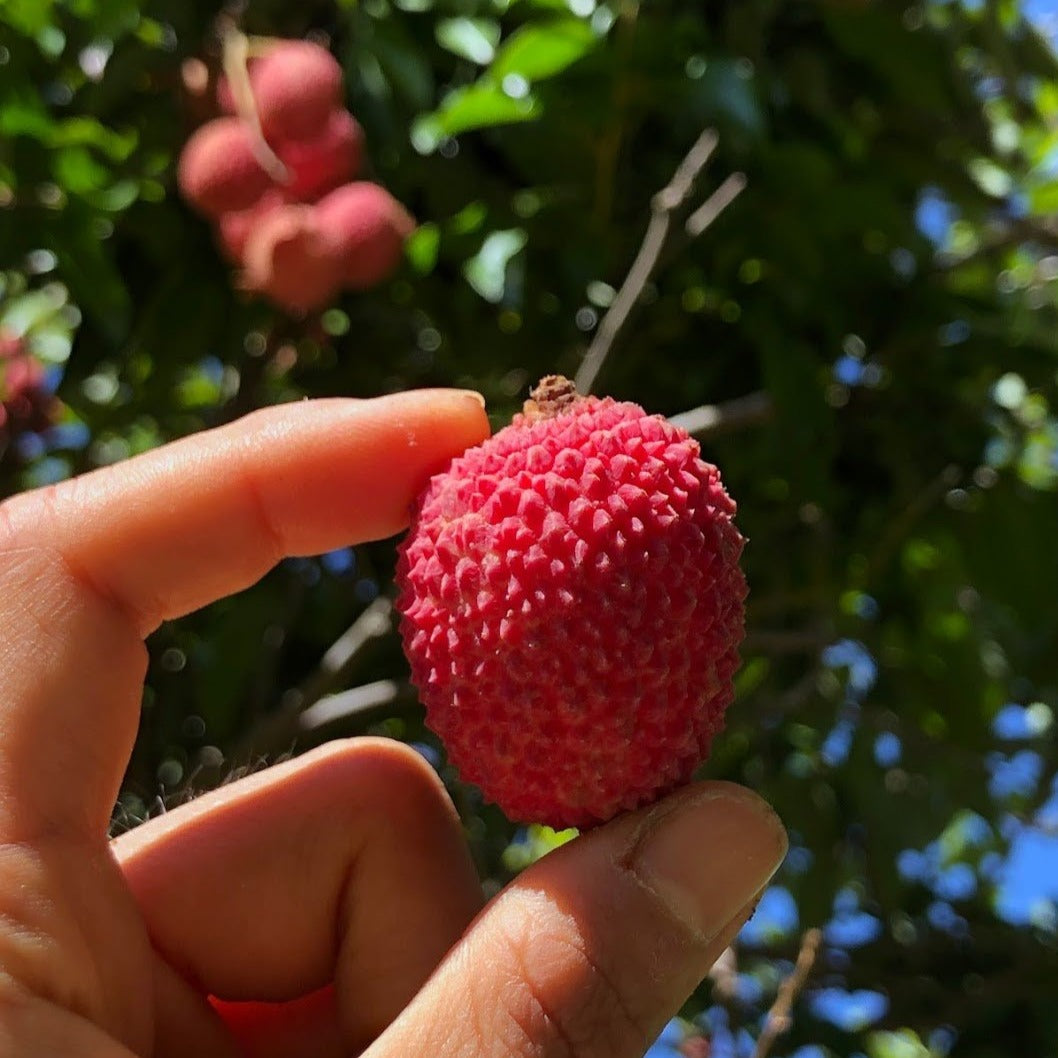 Lychee - Mauritius Variety *Pre-Order* – Miami Fruit