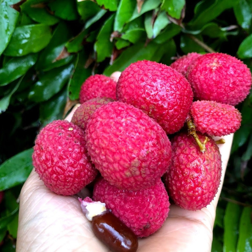 Lychee - Mauritius Variety *Pre-Order* – Miami Fruit