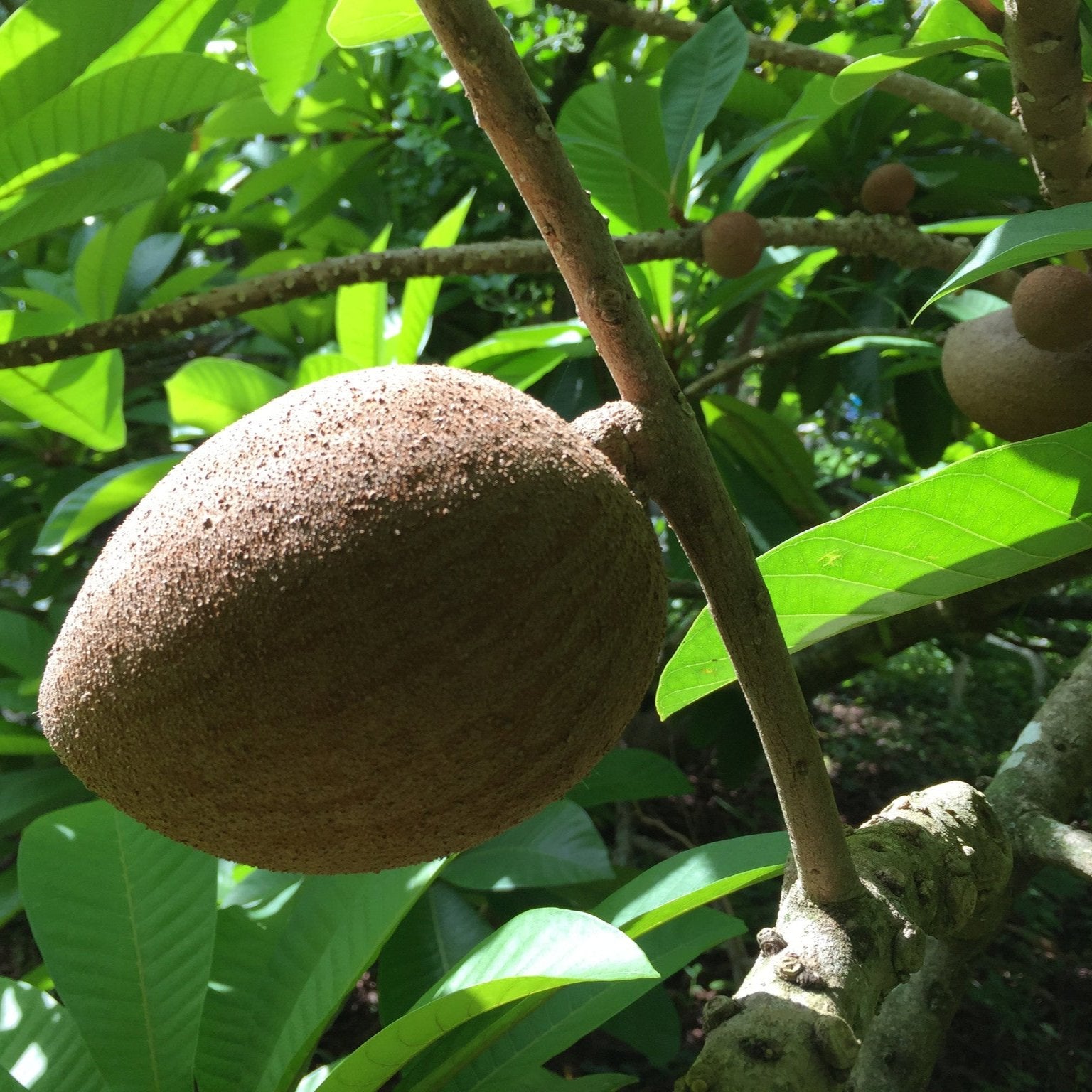 Mamey - Buy Mamey Sapote online from Miami Fruit