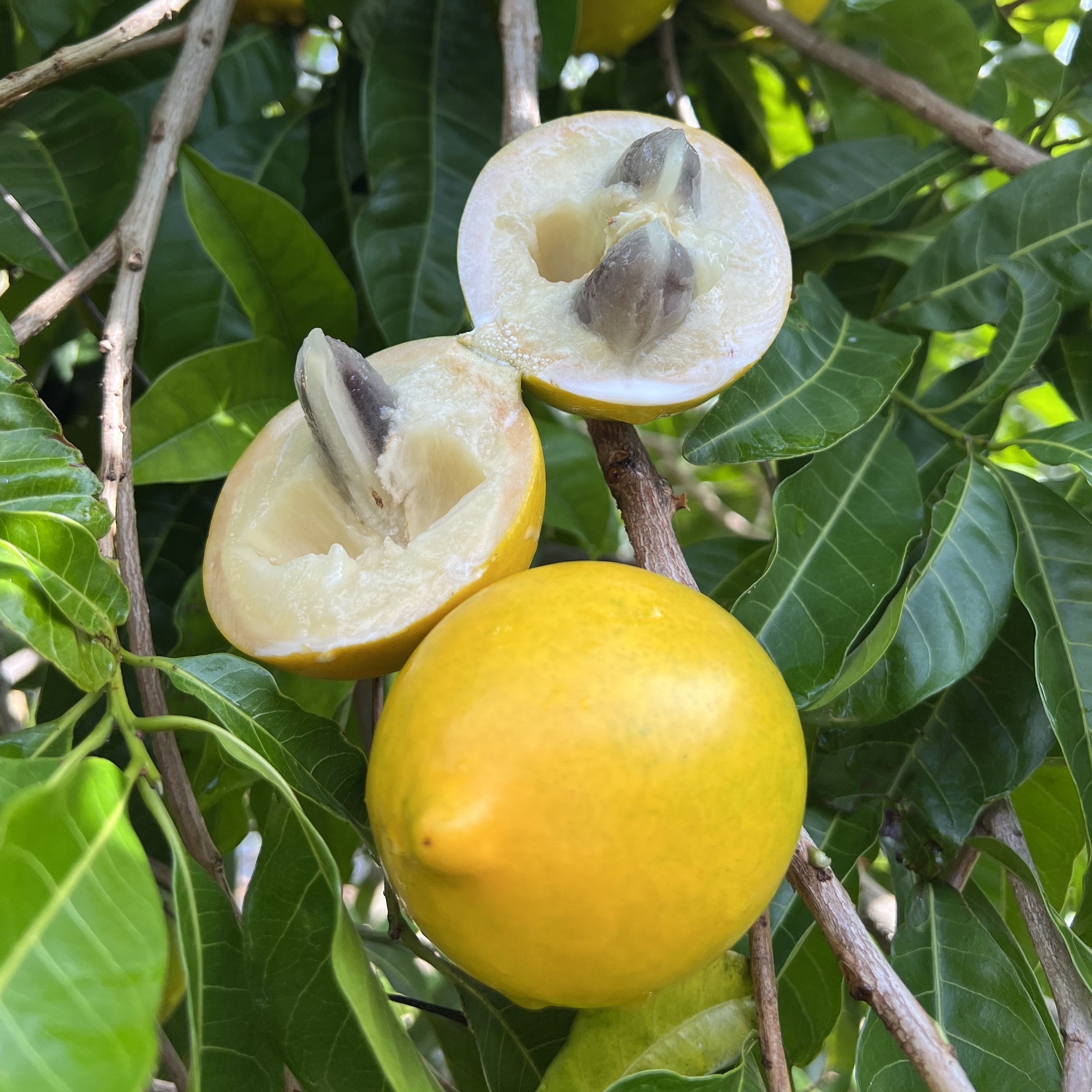Abiu - Buy Abiu online from Miami Fruit