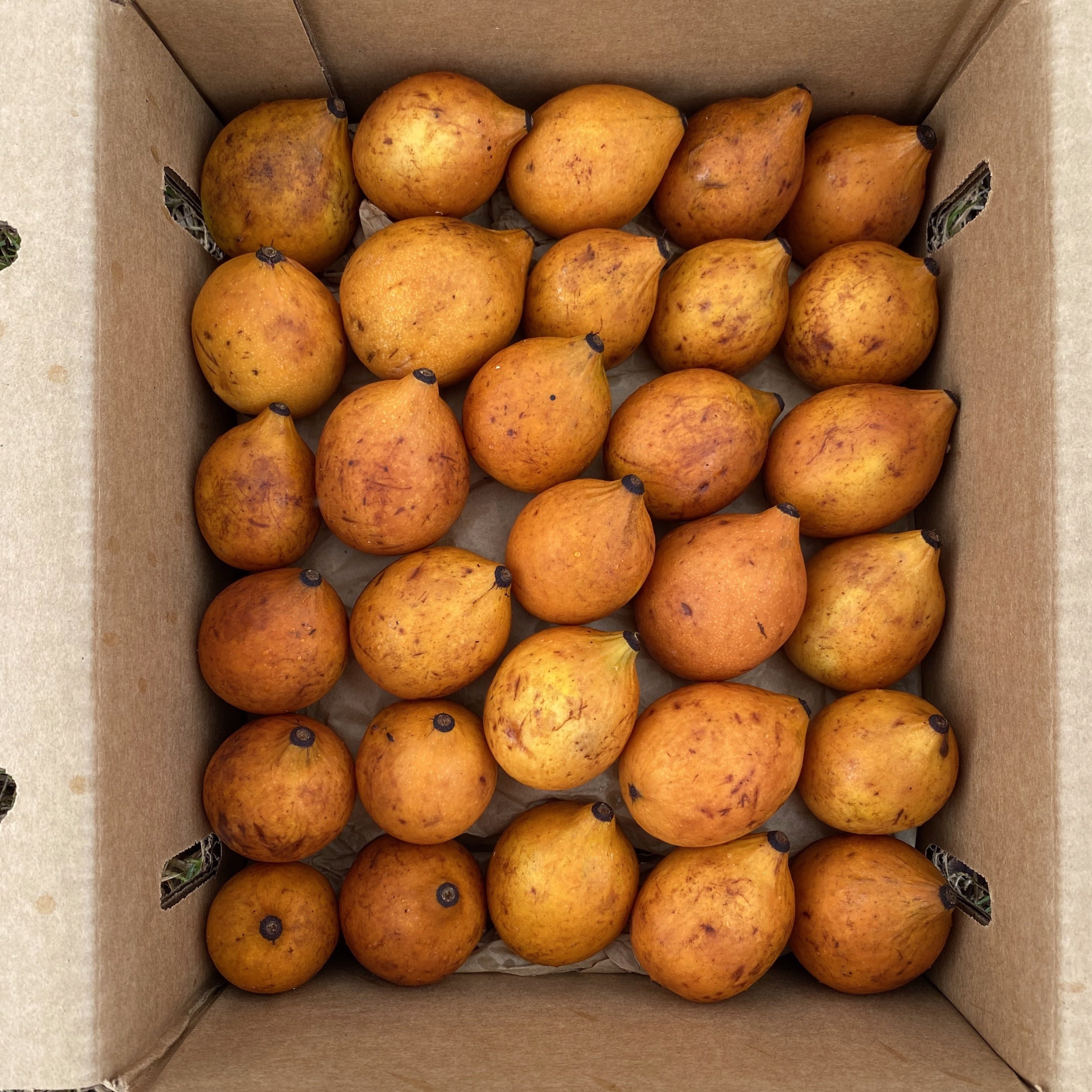 Achacha Fruit - Buy fresh Achachairú online from Miami Fruit