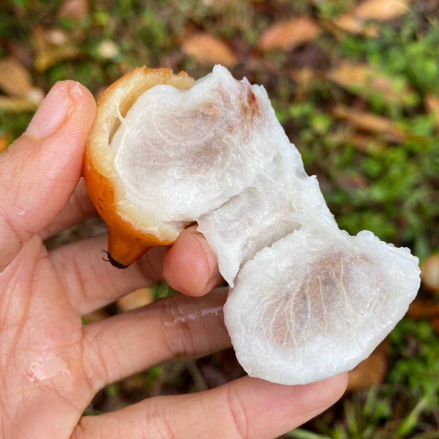 Achacha Fruit - Buy fresh Achachairú online from Miami Fruit
