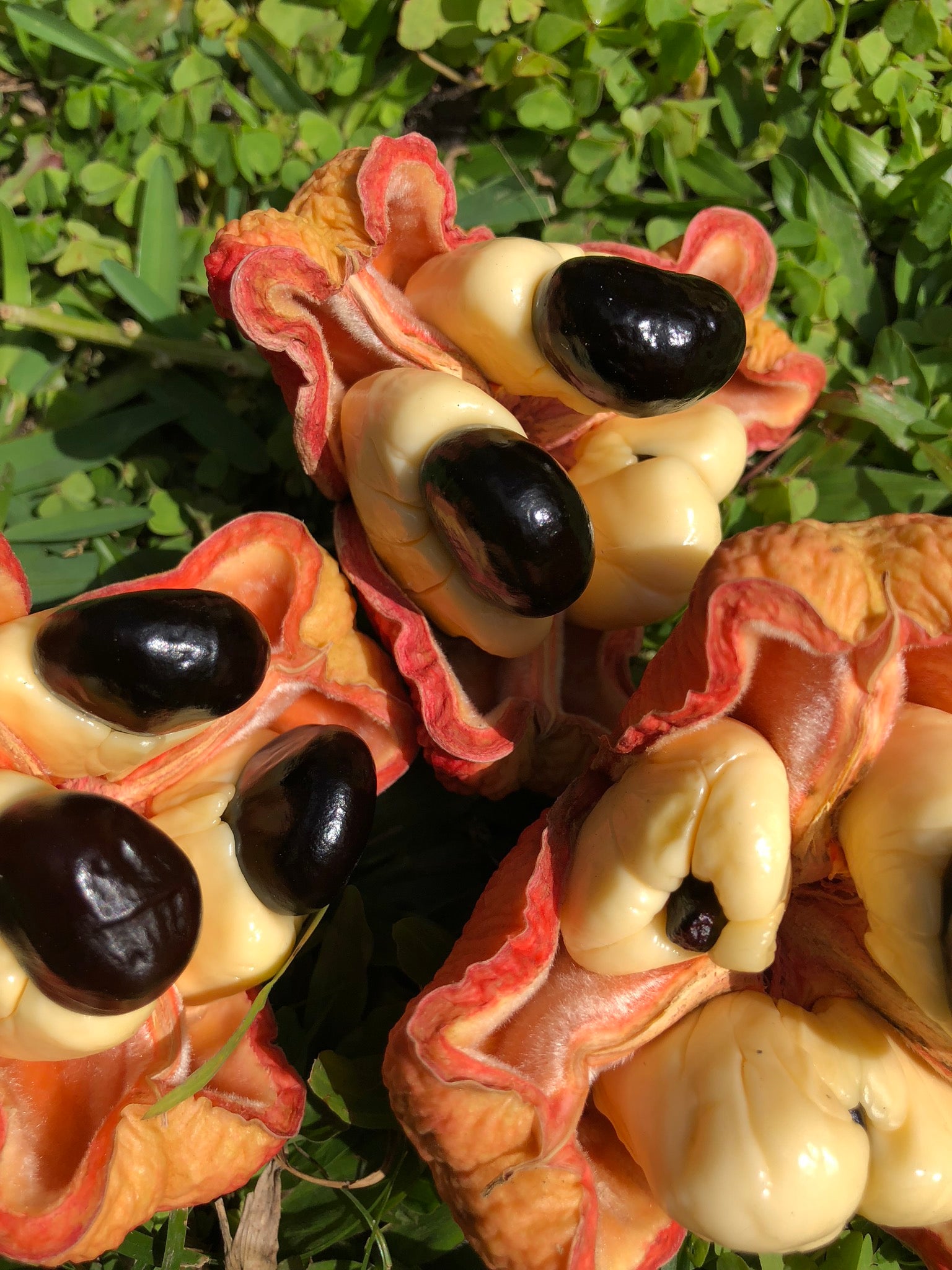 Freeze Dried Ackee – Miami Fruit