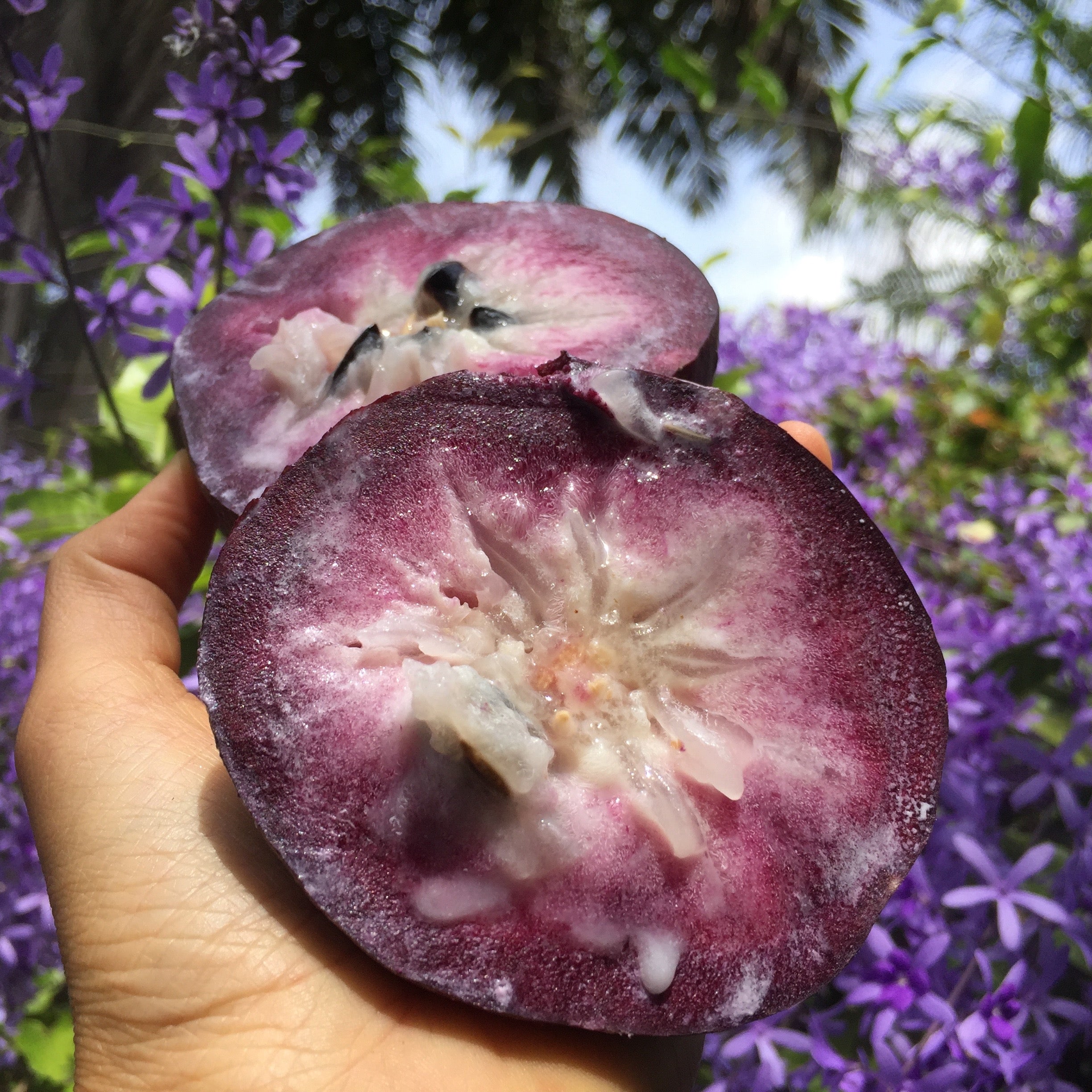 Star Apple - (Caimito) – Miami Fruit