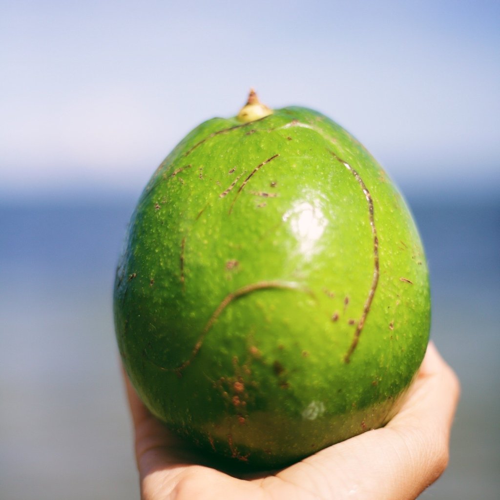 Avocado - Buy Rare Avocados online from Miami Fruit