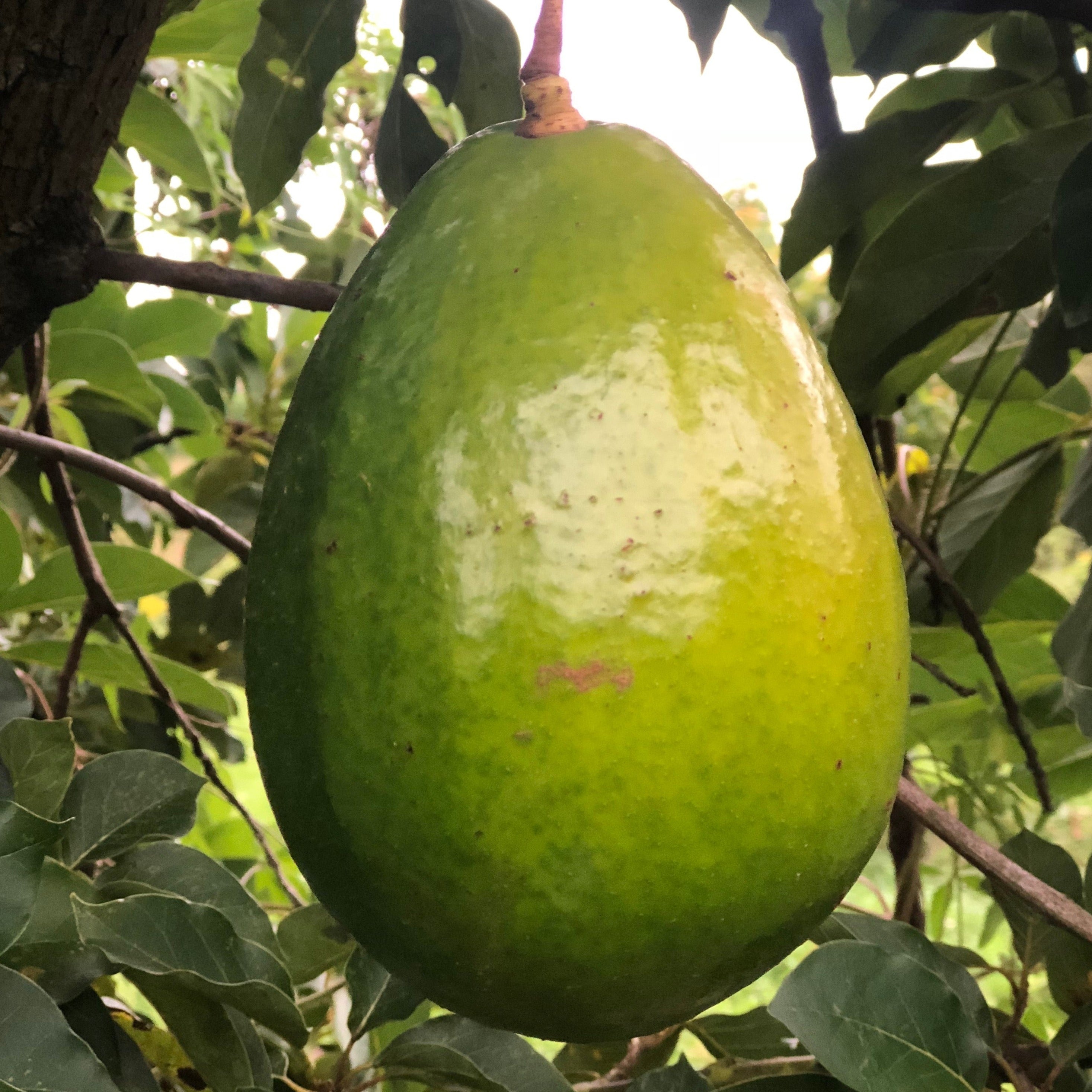 Avocado - Buy Rare Avocados online from Miami Fruit