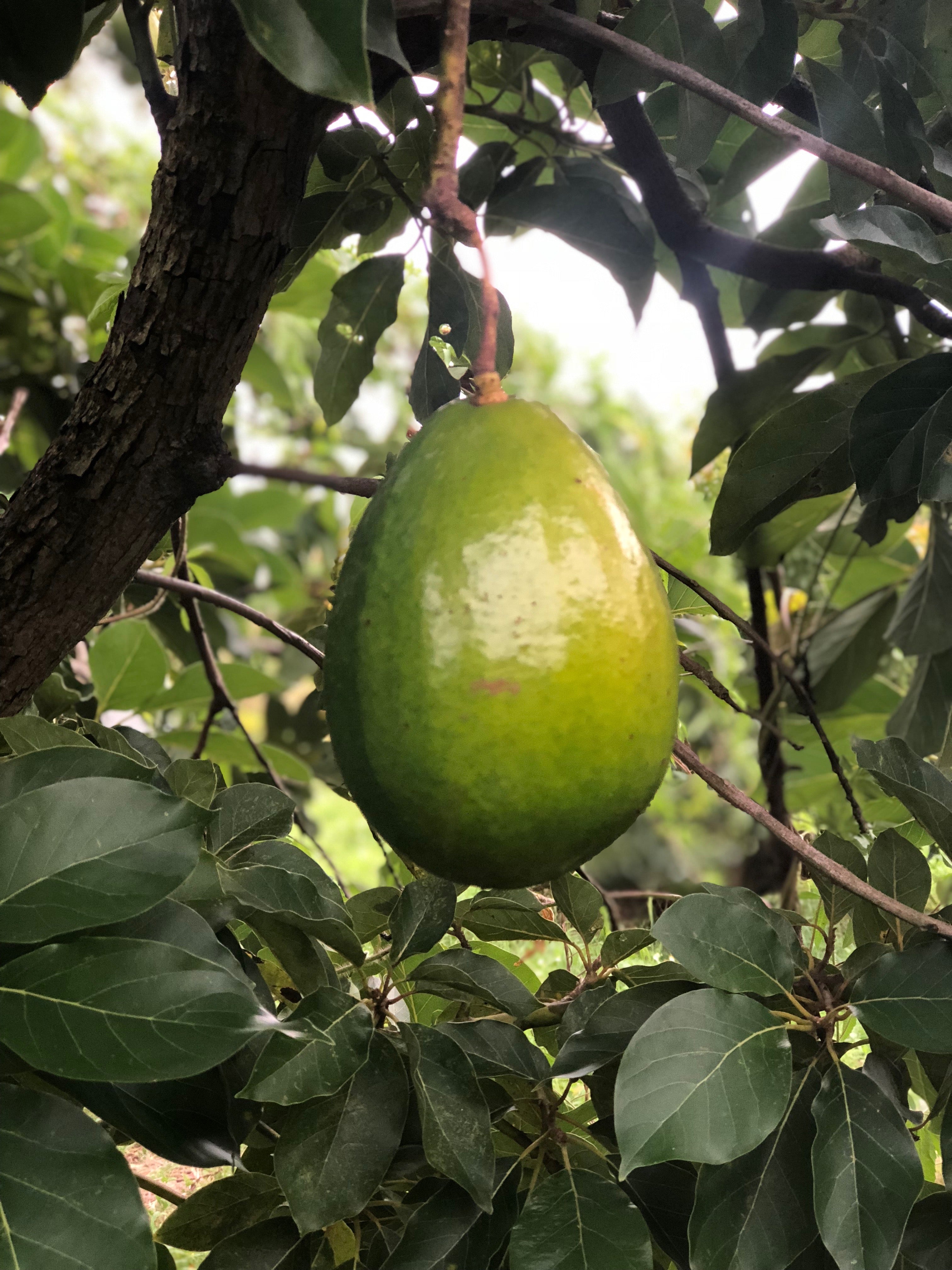 Avocado - Buy Rare Avocados online from Miami Fruit