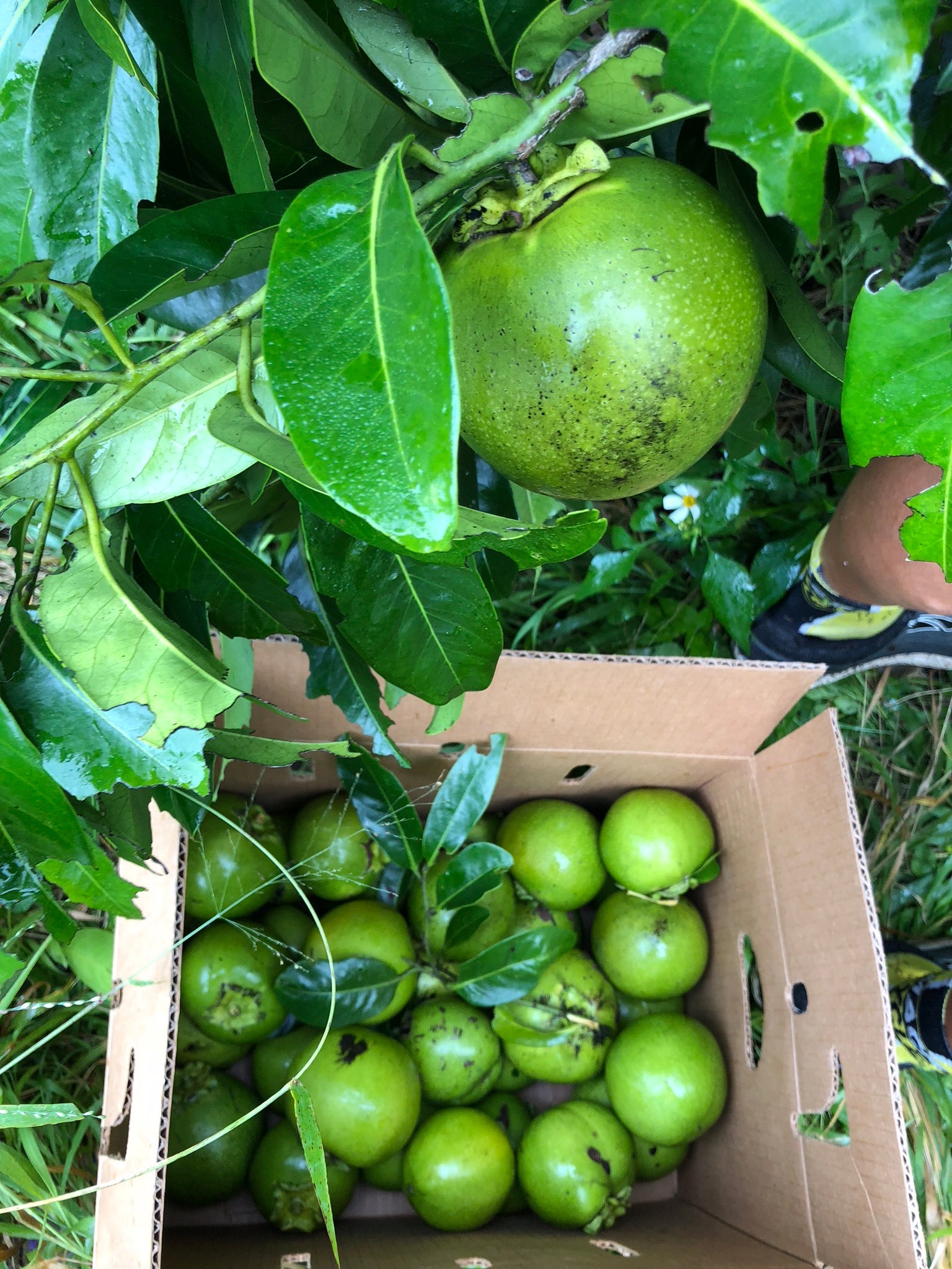 Black Sapote - Buy Black Sapote online from Miami Fruit