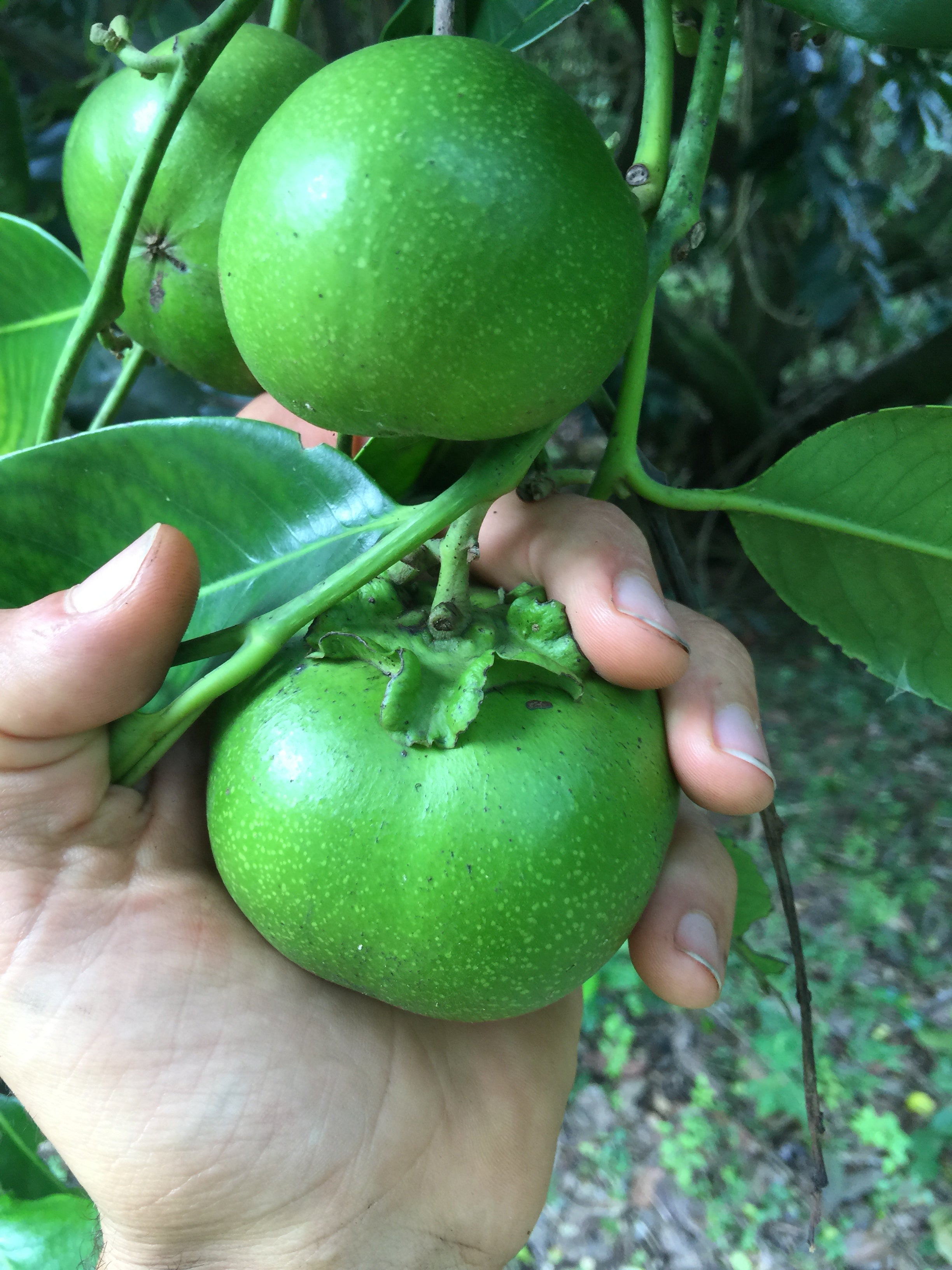 Black Sapote - Buy Black Sapote online from Miami Fruit