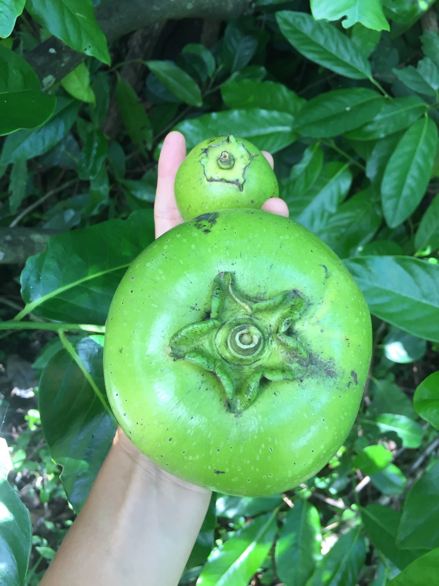 Black Sapote - Buy Black Sapote online from Miami Fruit