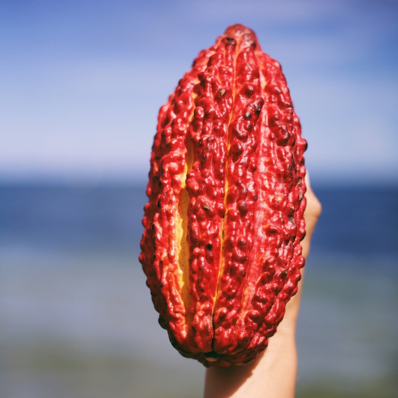 Cacao - Buy Cacao online from Miami Fruit