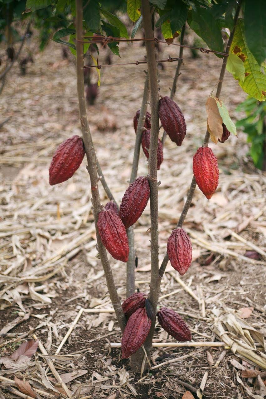 Cacao - Buy Cacao online from Miami Fruit