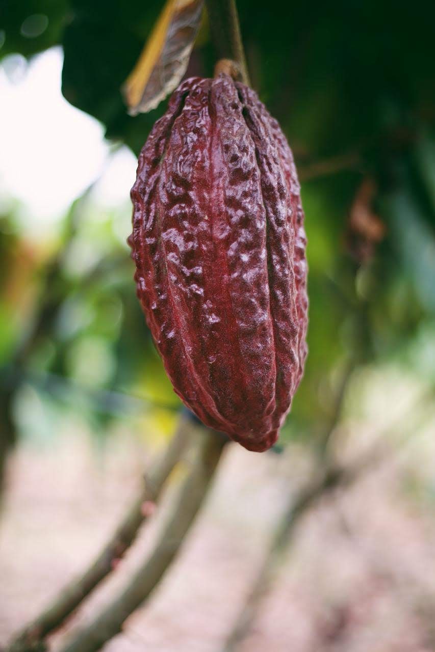 Cacao - Buy Cacao online from Miami Fruit