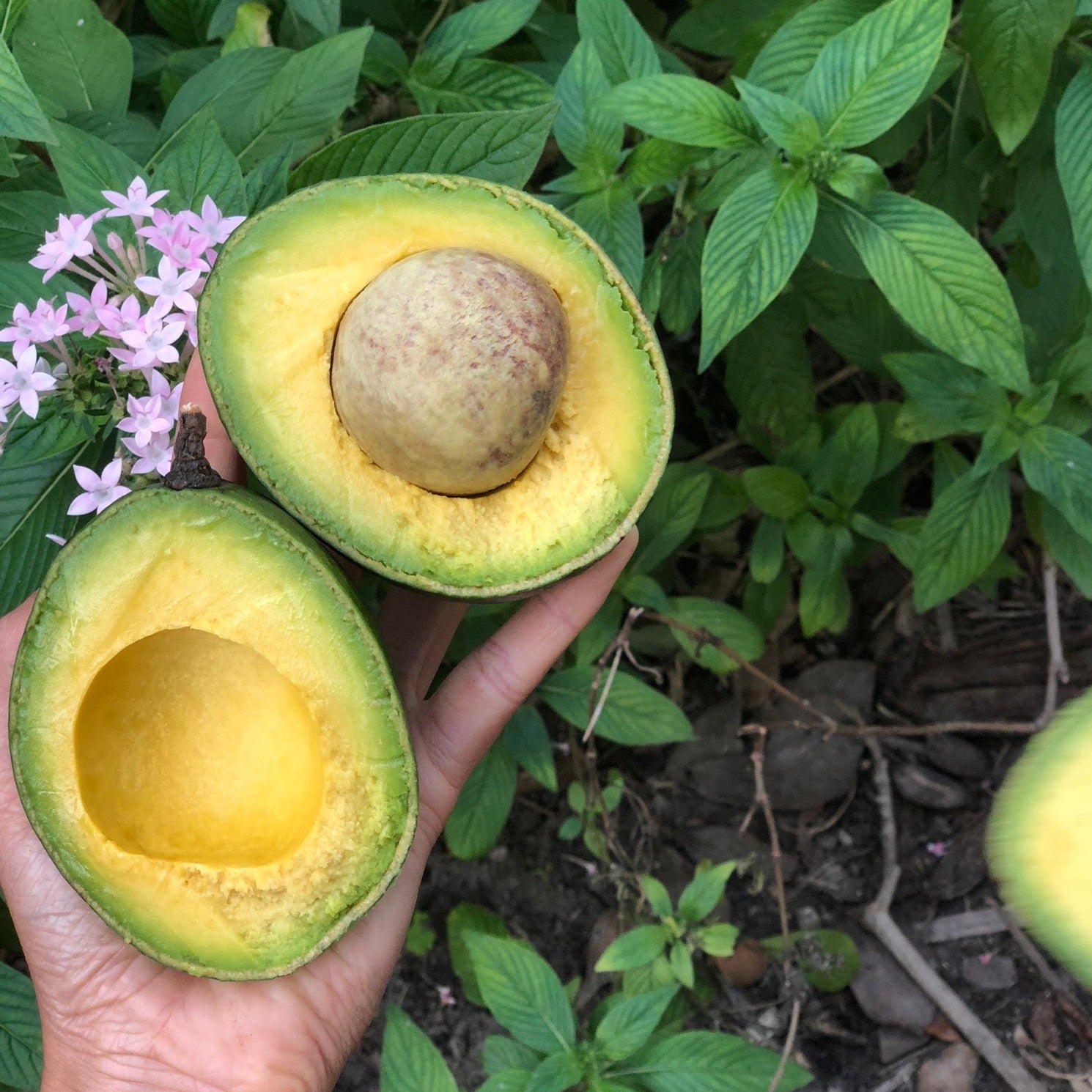 Avocado - Buy Rare Avocados online from Miami Fruit