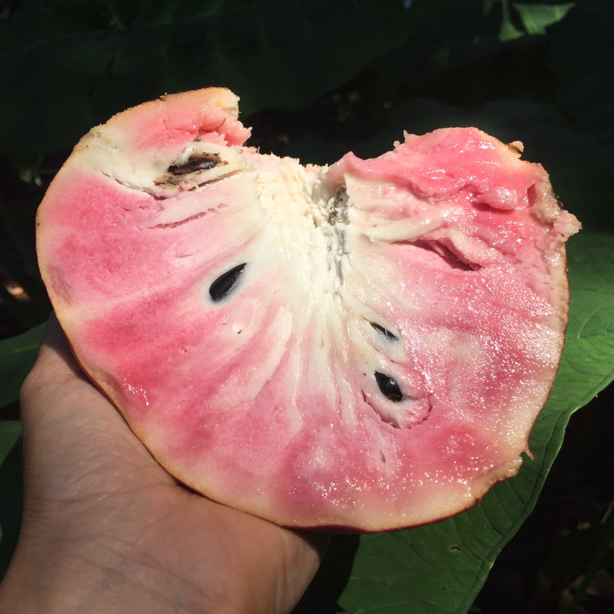 Buy Fresh Custard Apple Fruit Online *Pre Order* – Miami Fruit