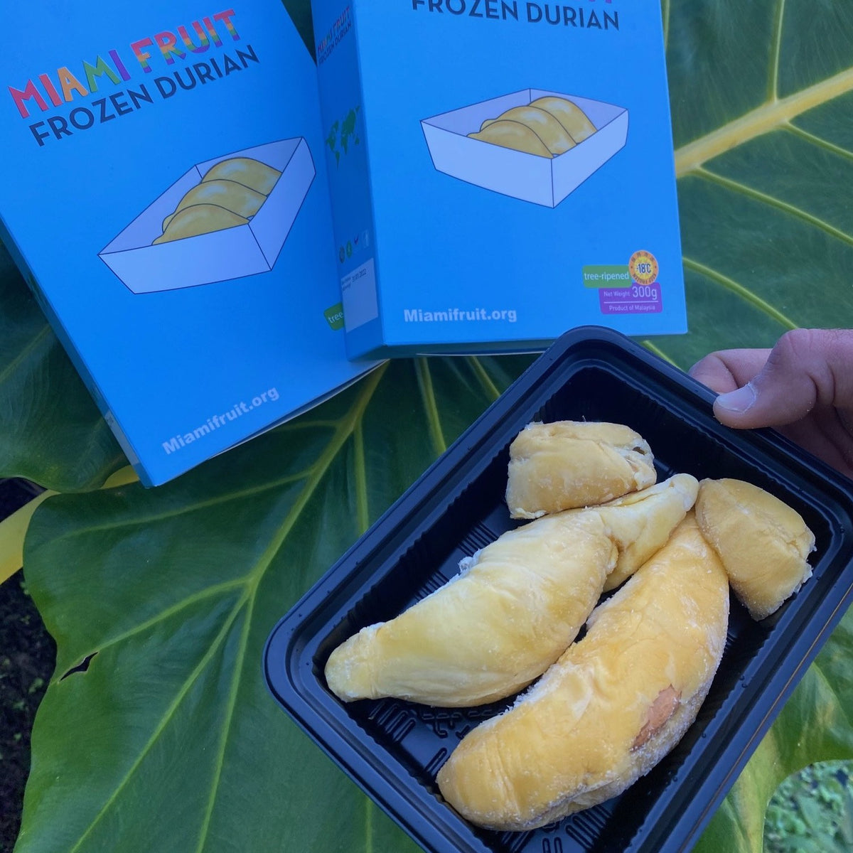 Durian Variety Pack - 3 Trays (Musang King, D101, & Puyat) – Miami Fruit