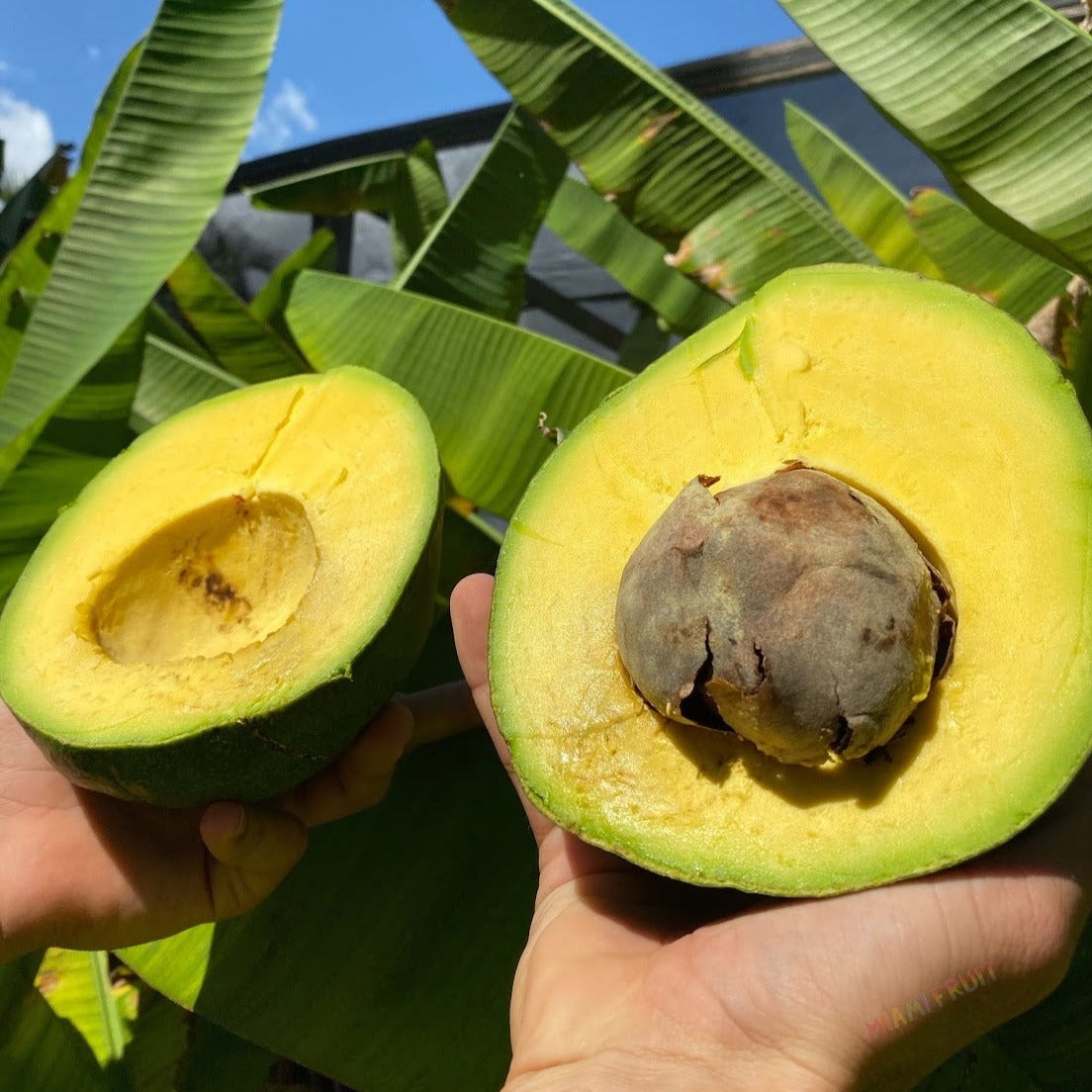 Marcus Pumpkin Avocado *Pre-Order* – Miami Fruit