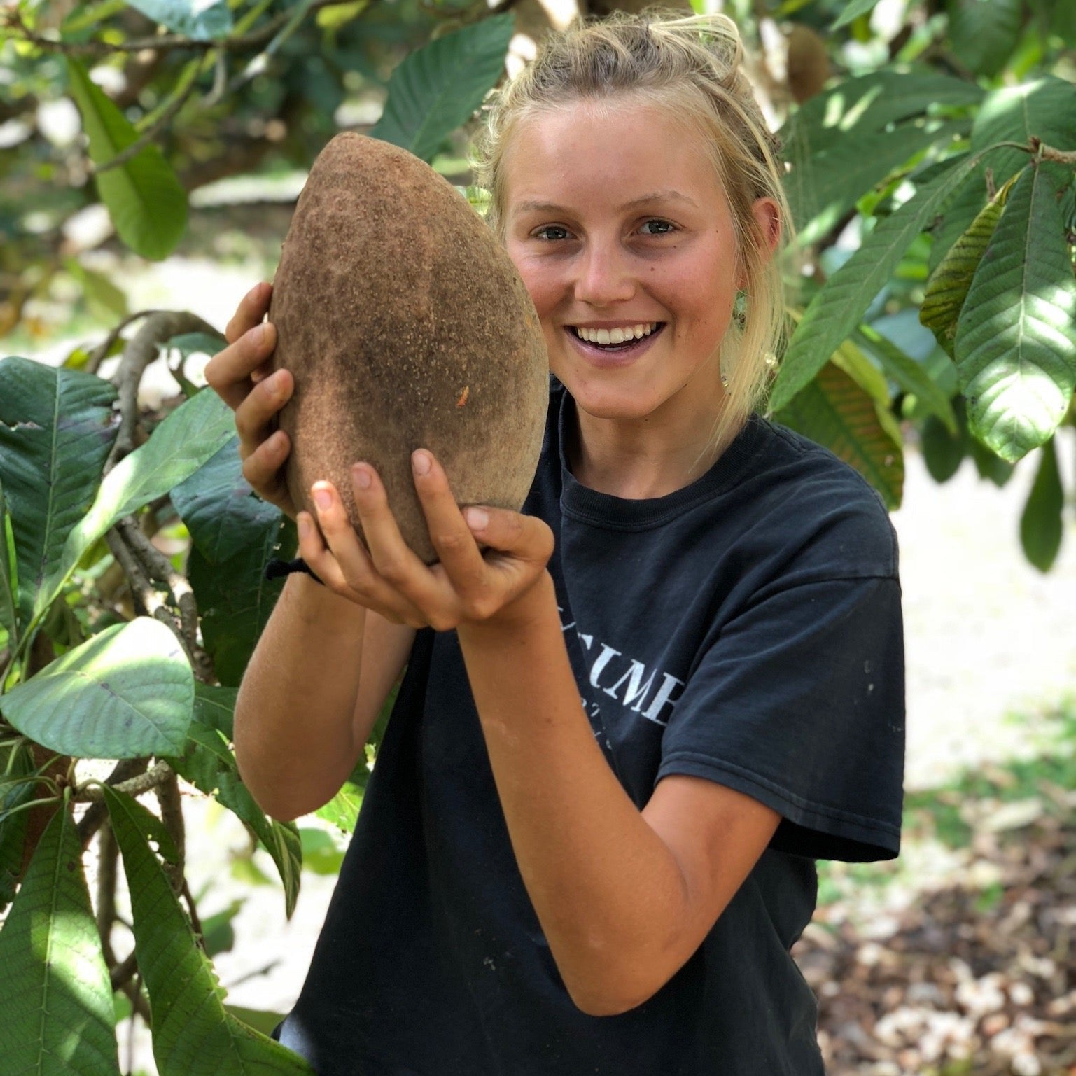 Mamey - Buy Mamey Sapote online from Miami Fruit