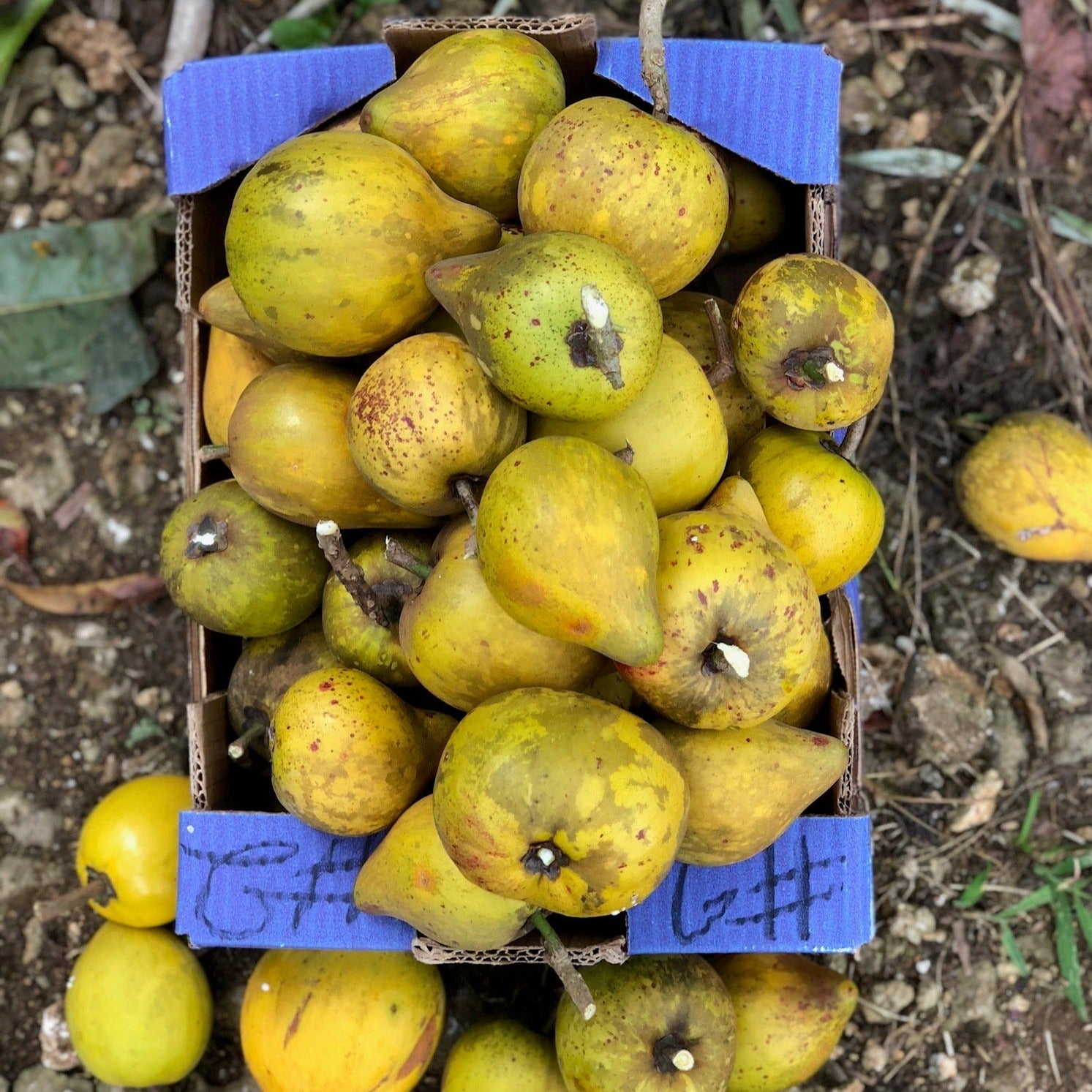 Eggfruit (Canistel) - Buy Eggfruit online from Miami Fruit