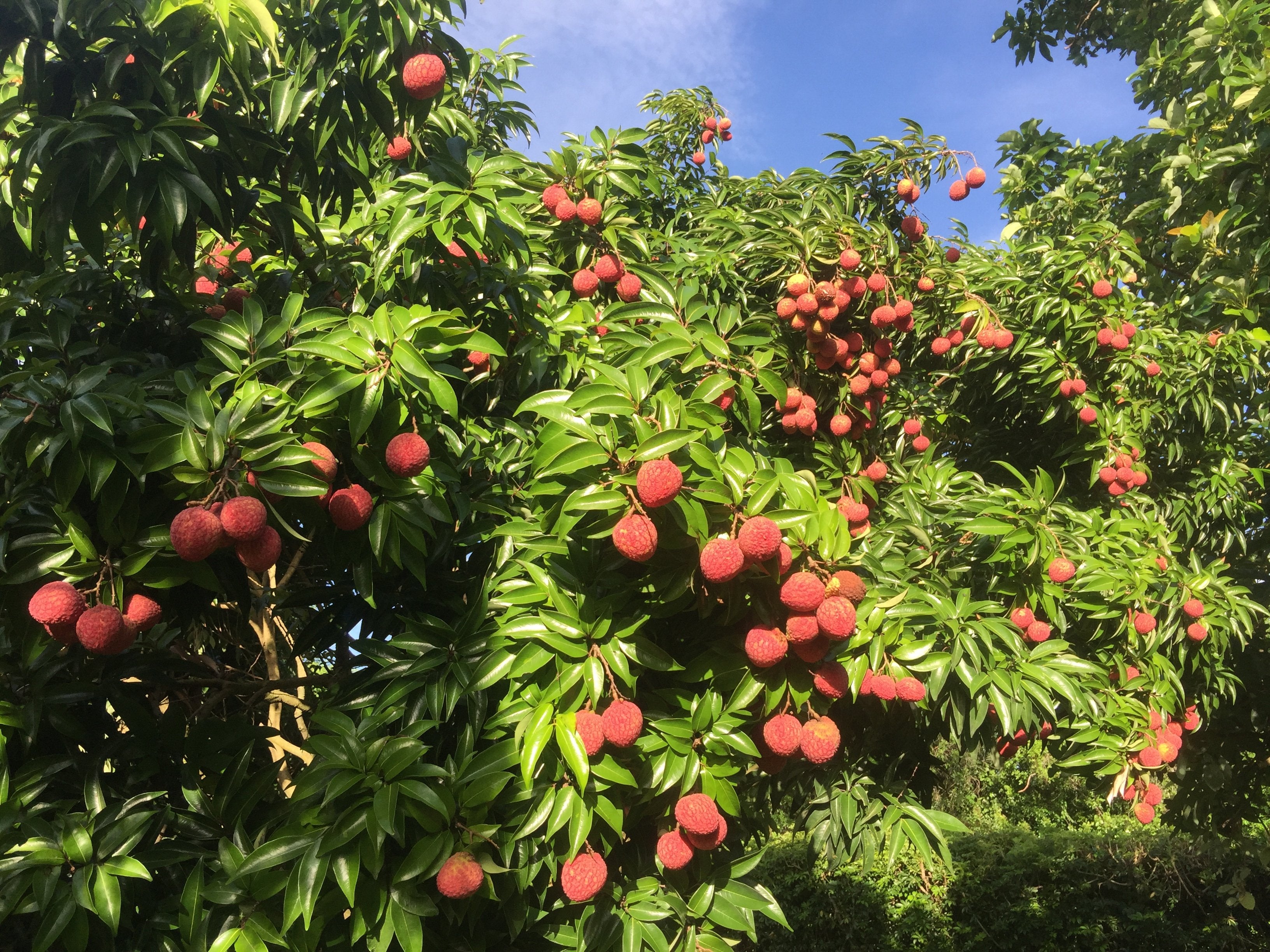 Lychee - Emperor Variety *Pre-Order* – Miami Fruit