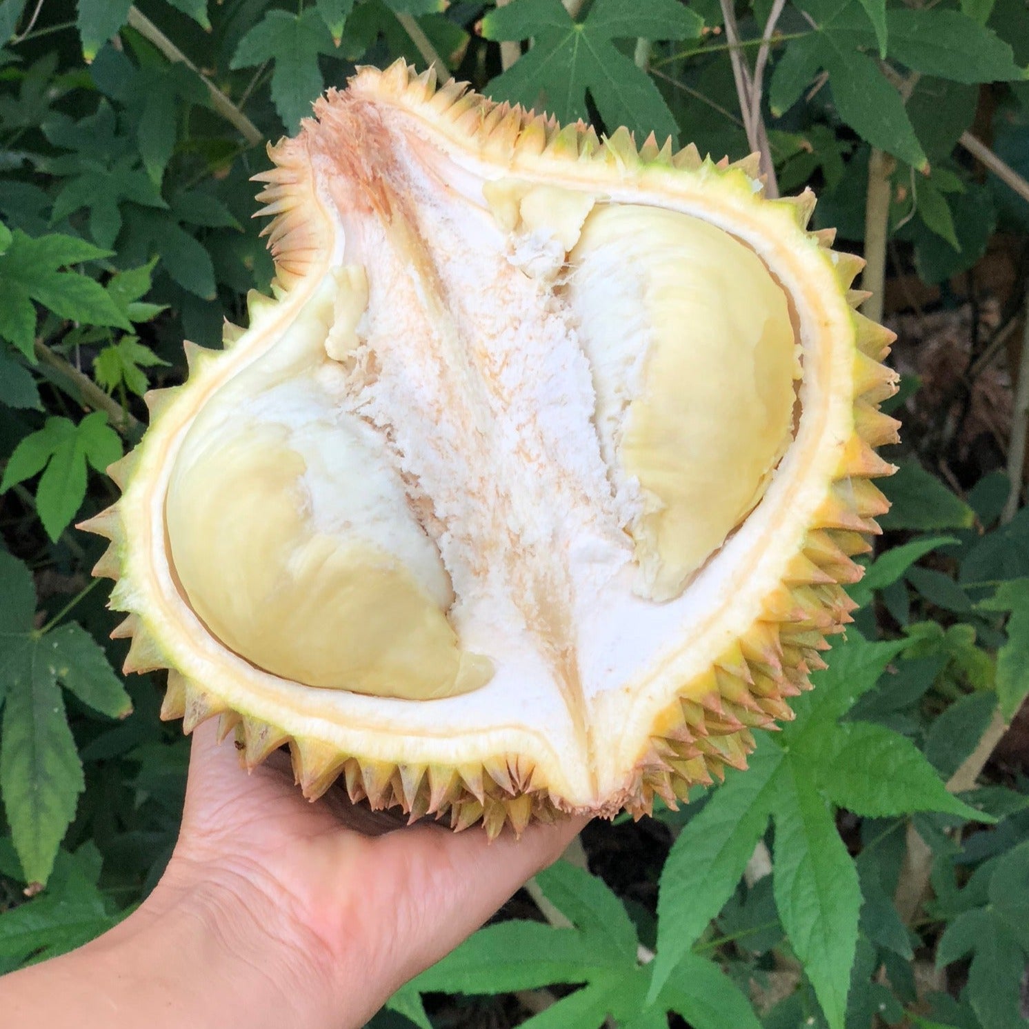 Fresh Durian - Buy fresh Durian online from Miami Fruit