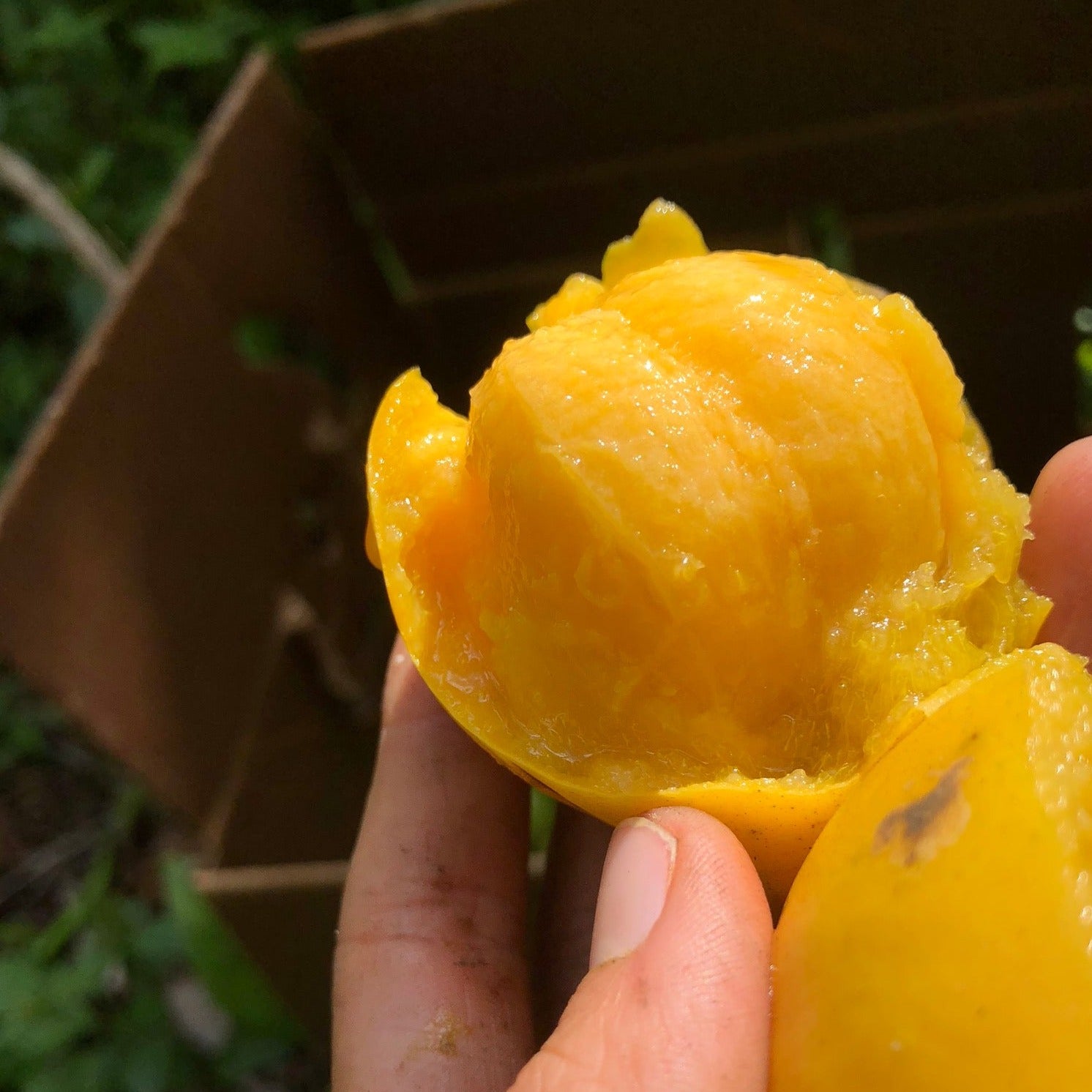 Gamboge (Lemon Mangosteen) – Miami Fruit