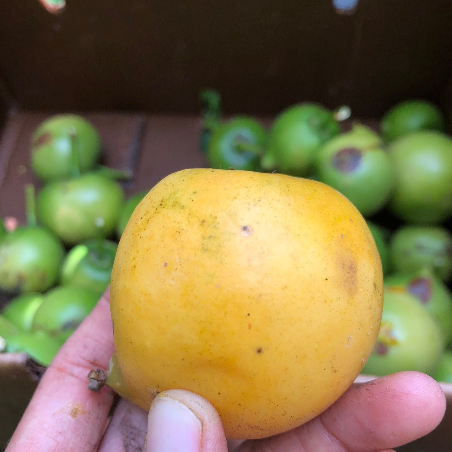 Gamboge (Lemon Mangosteen) – Miami Fruit