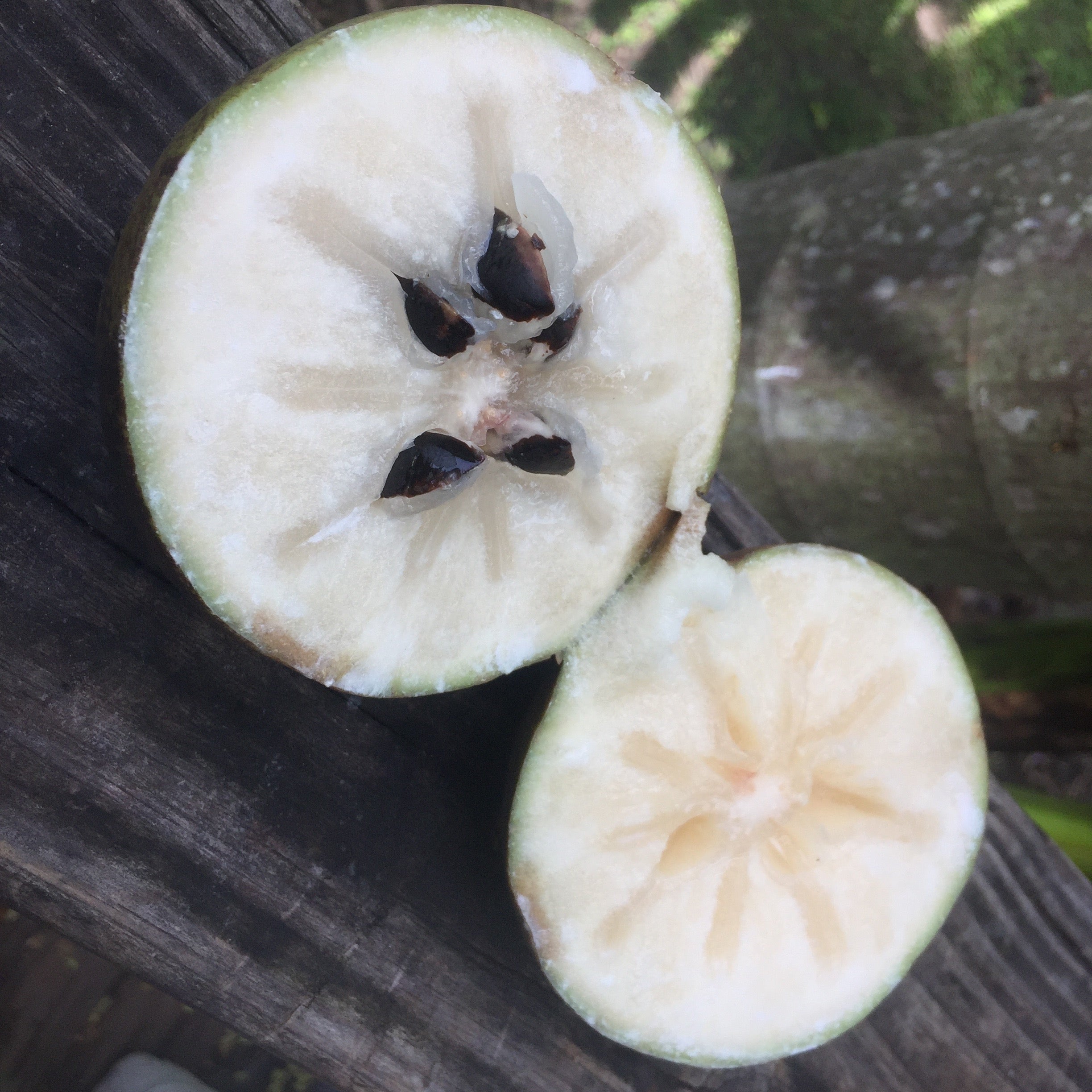 Star Apple - (Caimito) – Miami Fruit