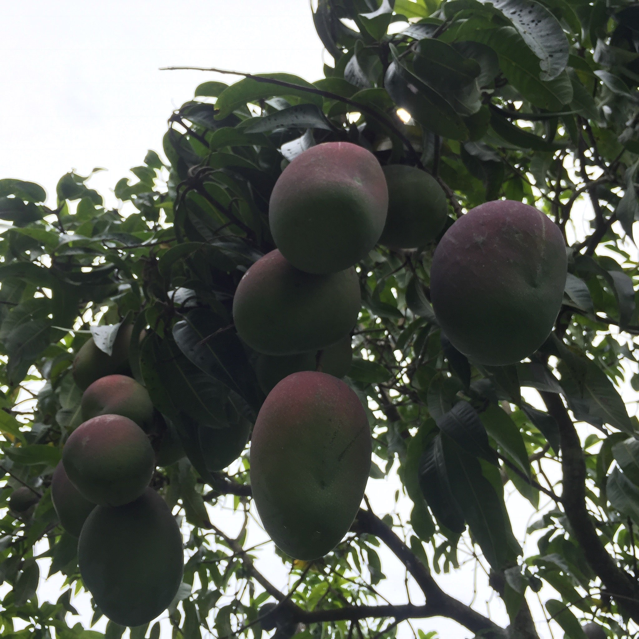Mango - Buy USA Grown Mango Online from Miami Fruit