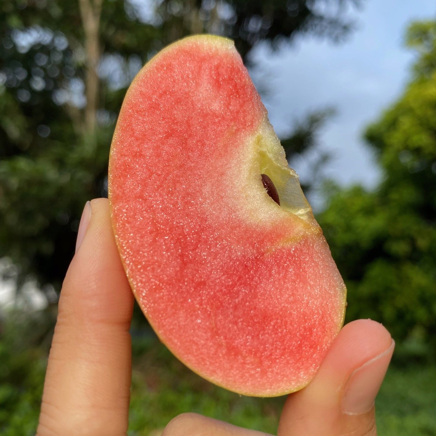 Hidden Rose Apple - Buy organic pink inside apples online from Miami Fruit