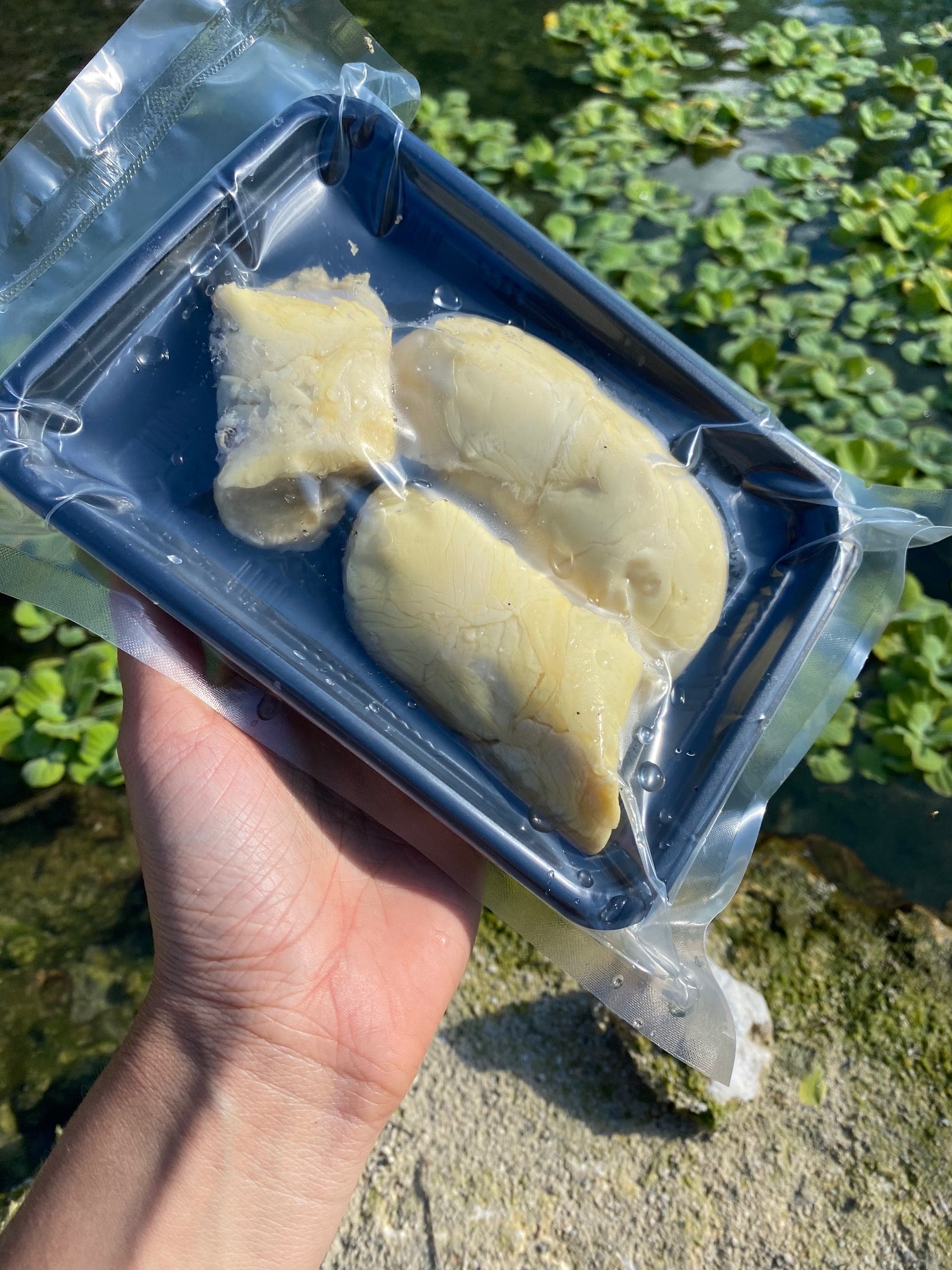 Sultan King (D24) Durian Trays *Pre-Order* – Miami Fruit
