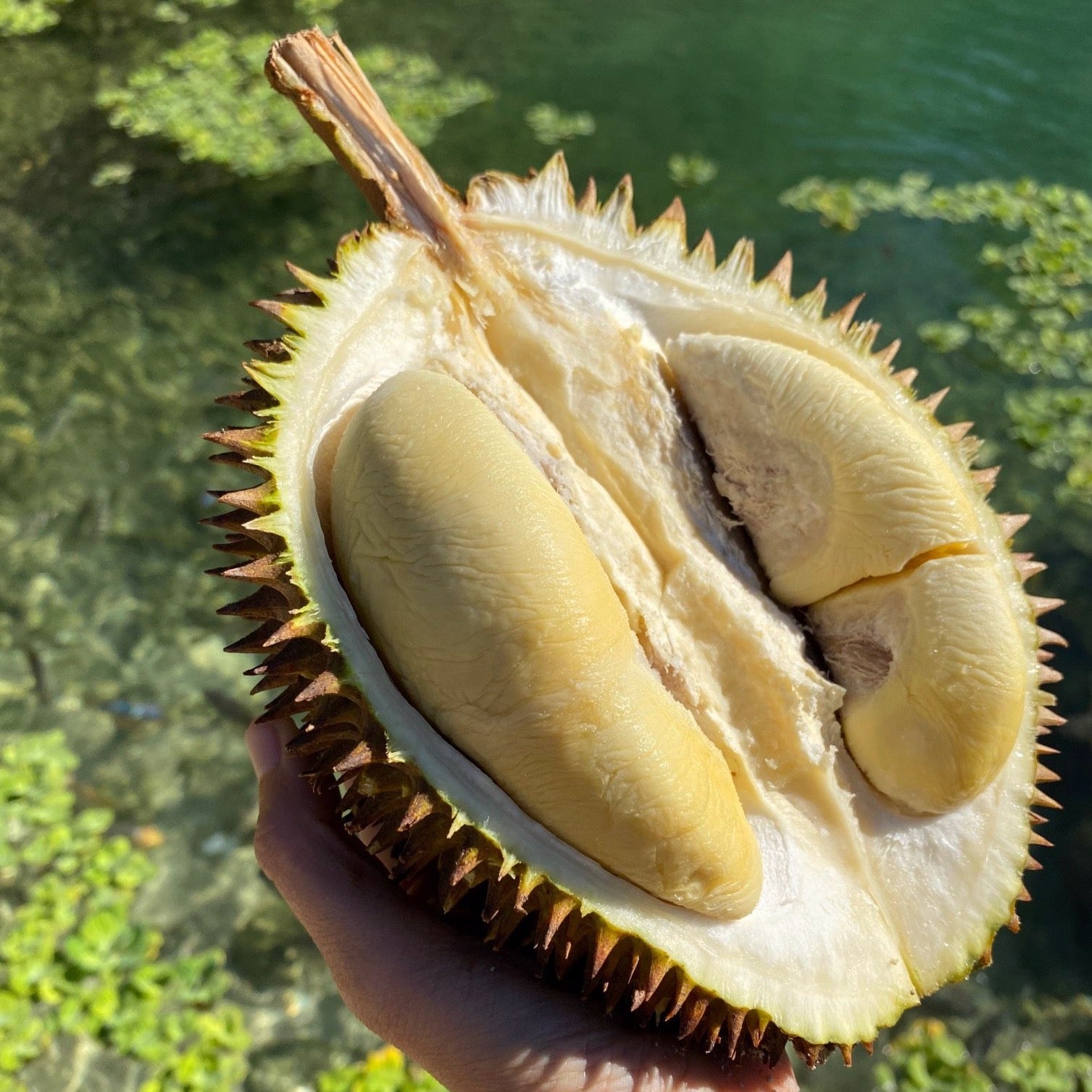 D24 (Sultan) Durian *Pre-Order* – Miami Fruit