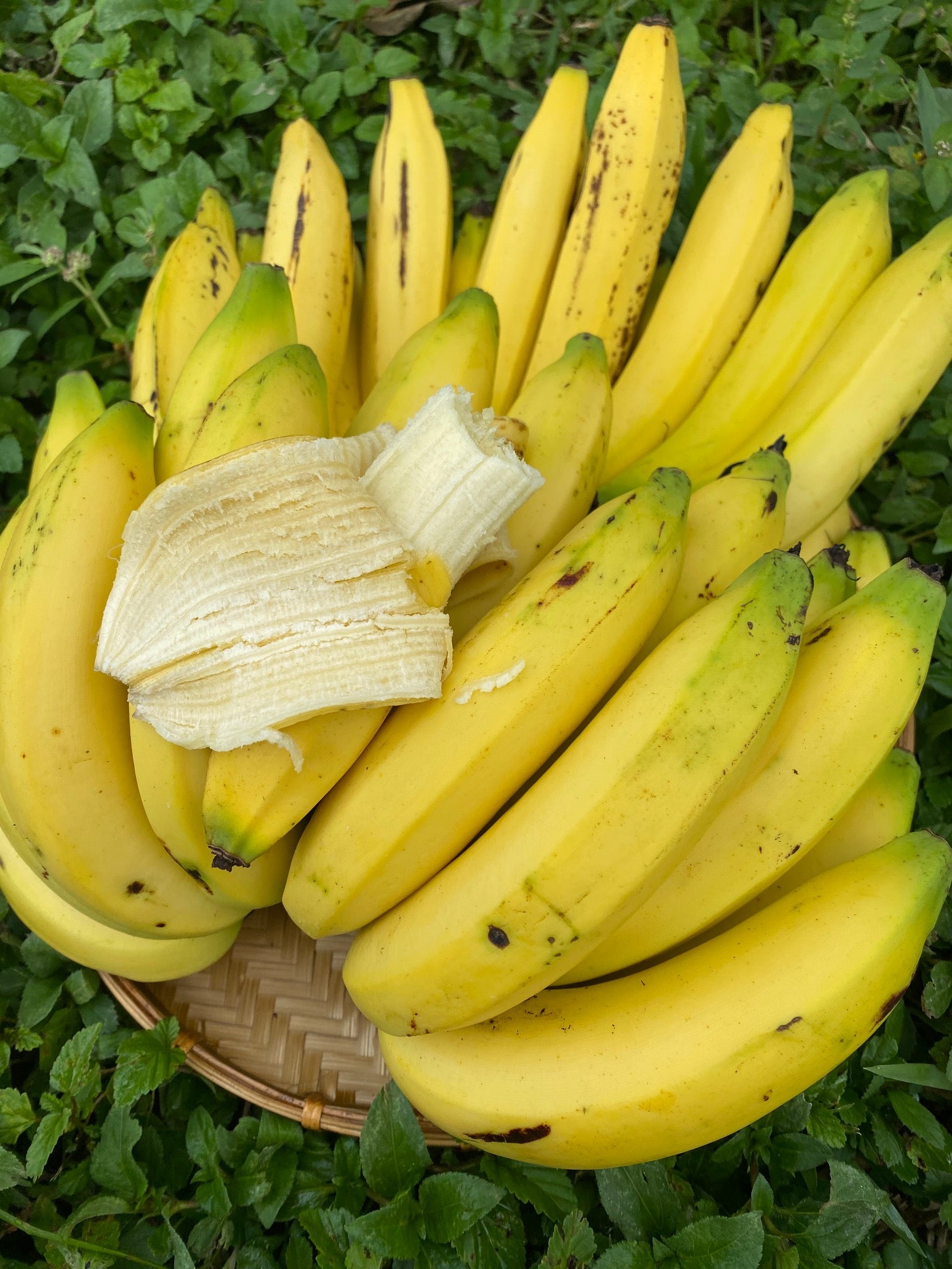 Gros Michel Banana (Big Mike) – Miami Fruit
