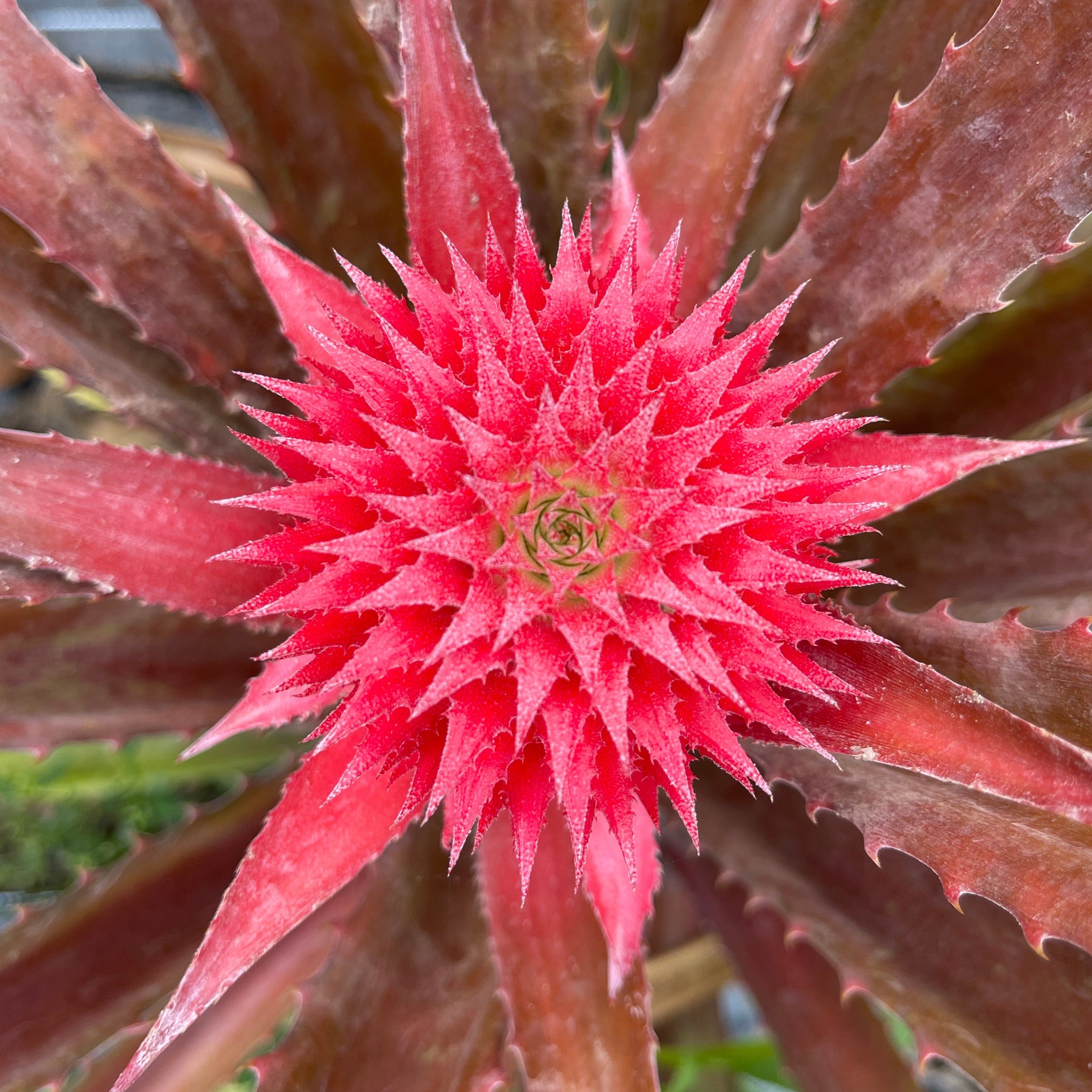 Red Pineapple Plant – Miami Fruit