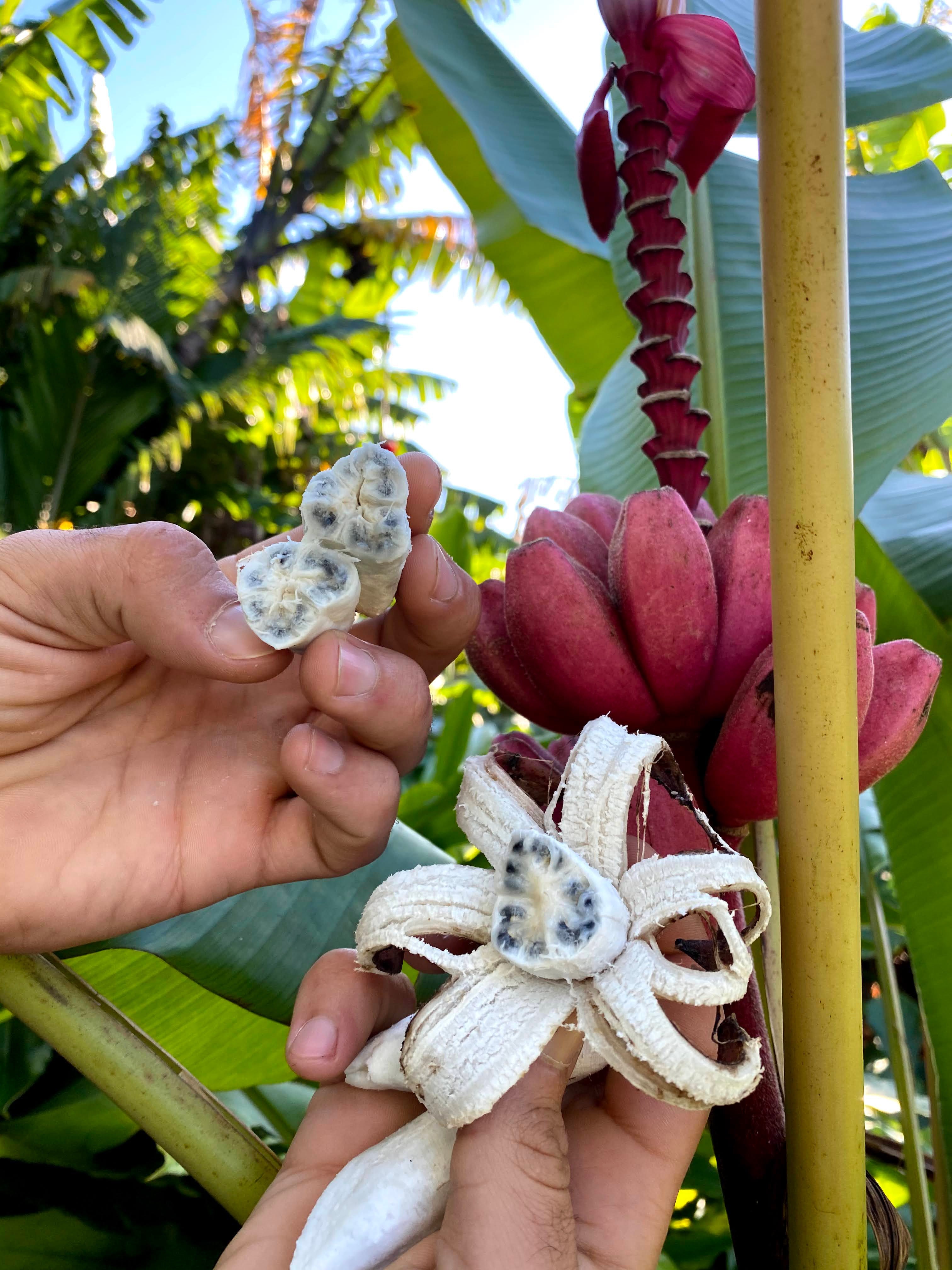 Pink Seeded Banana *Pre-Order* – Miami Fruit