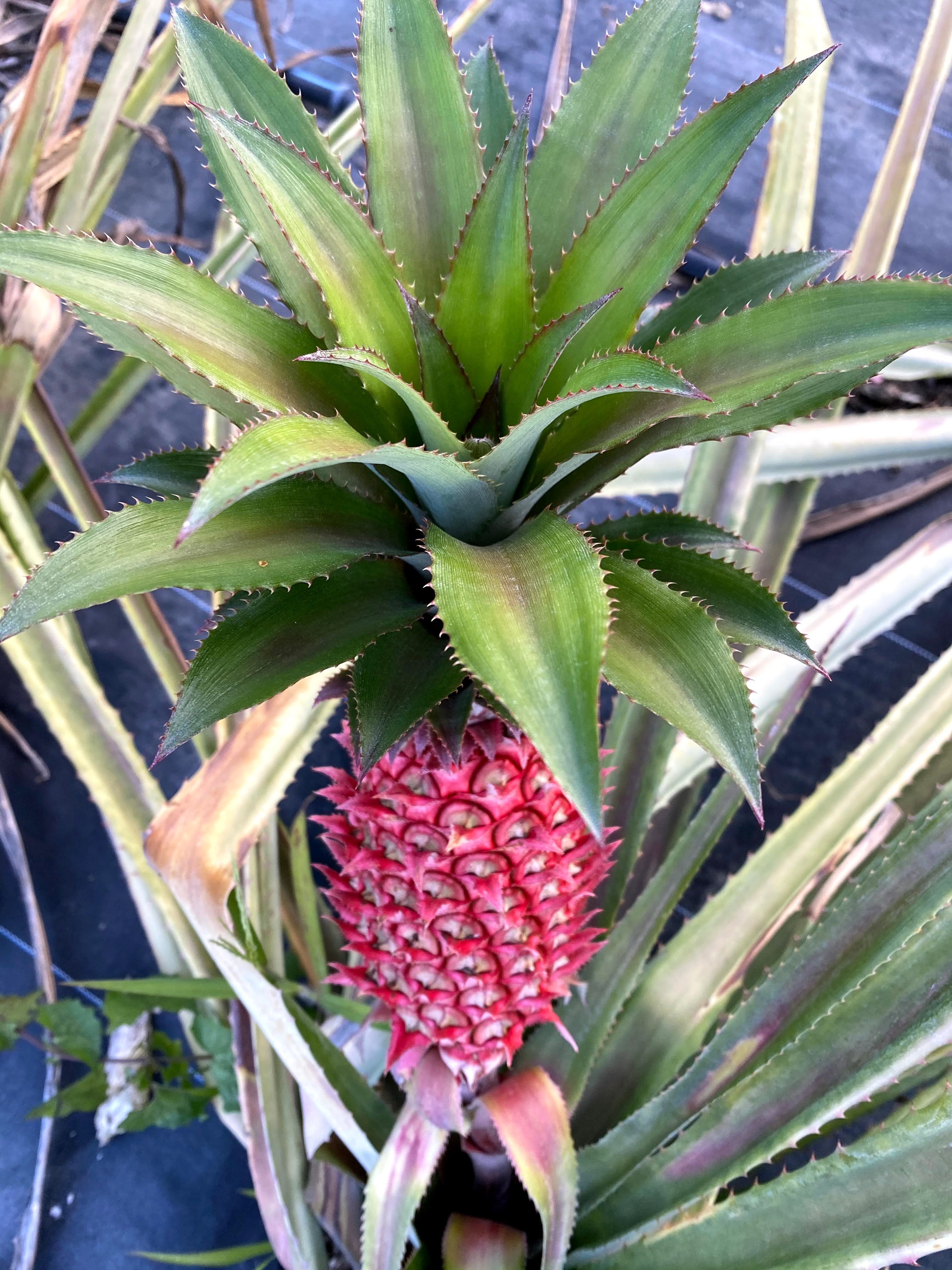 Red Pineapple Plant – Miami Fruit