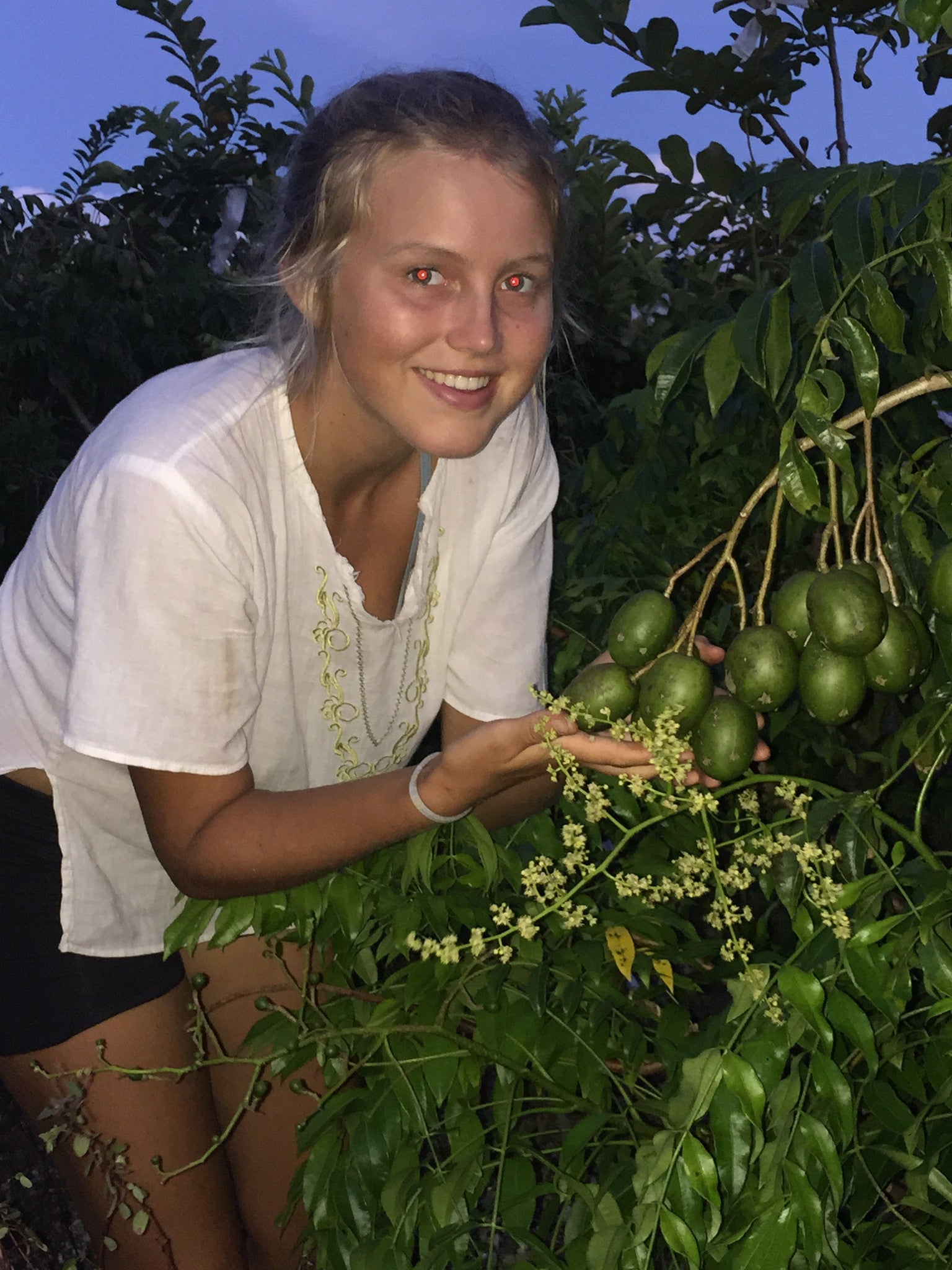 June Plum - Buy June Plum online from Miami Fruit