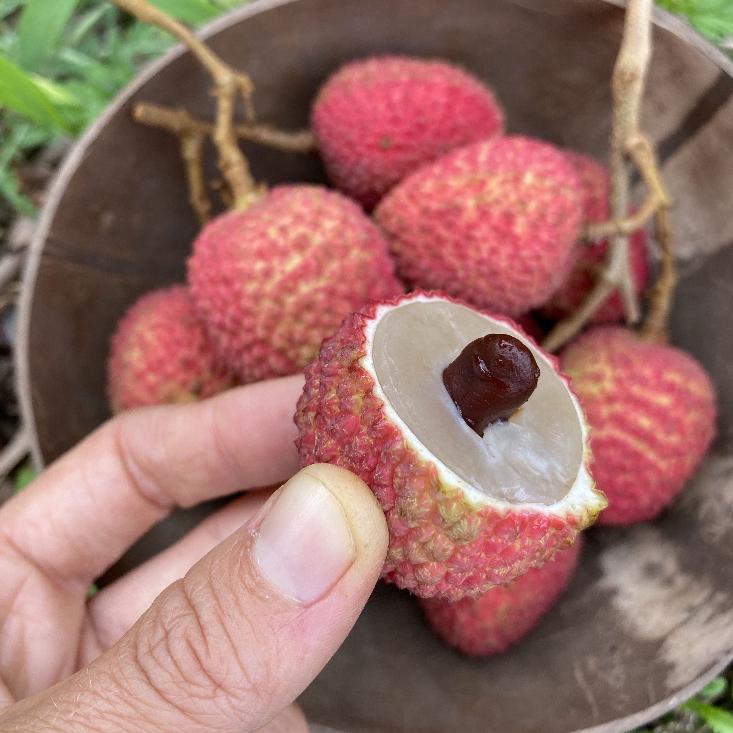 Lychee - Sweetheart Variety *Pre-Order* – Miami Fruit