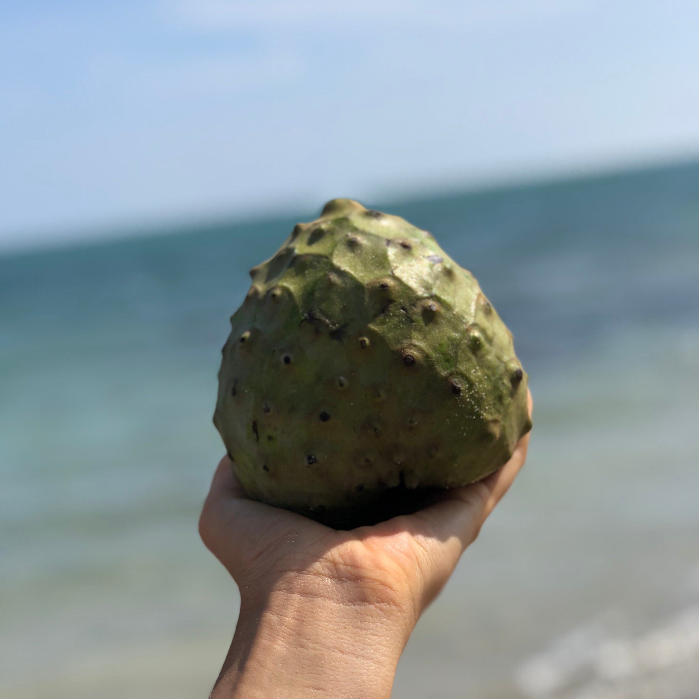 Cherimoya - Buy Cherimoya online from Miami Fruit